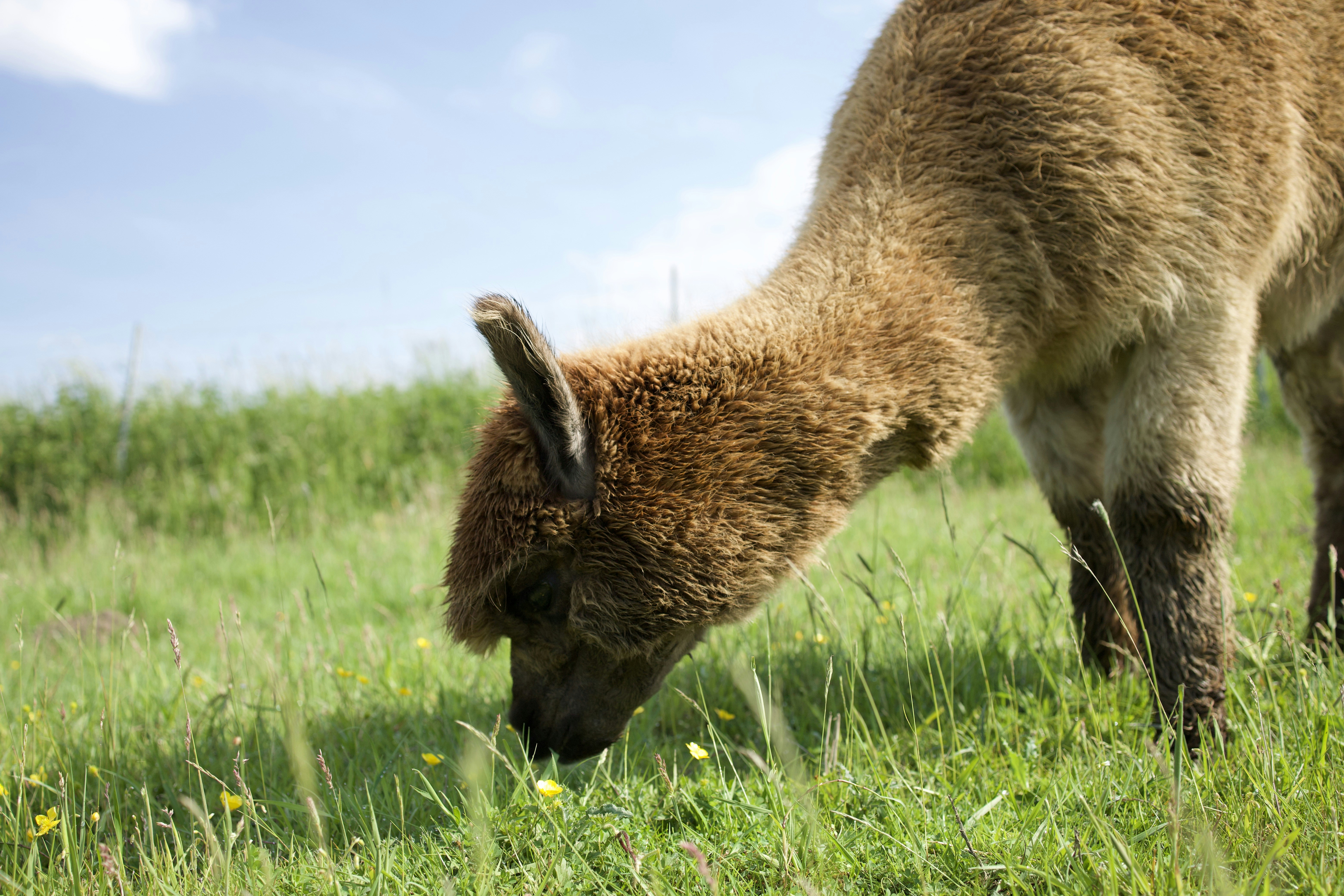 Sunlit Grazing: A Close-Up of a Brown Horse in a Meadow