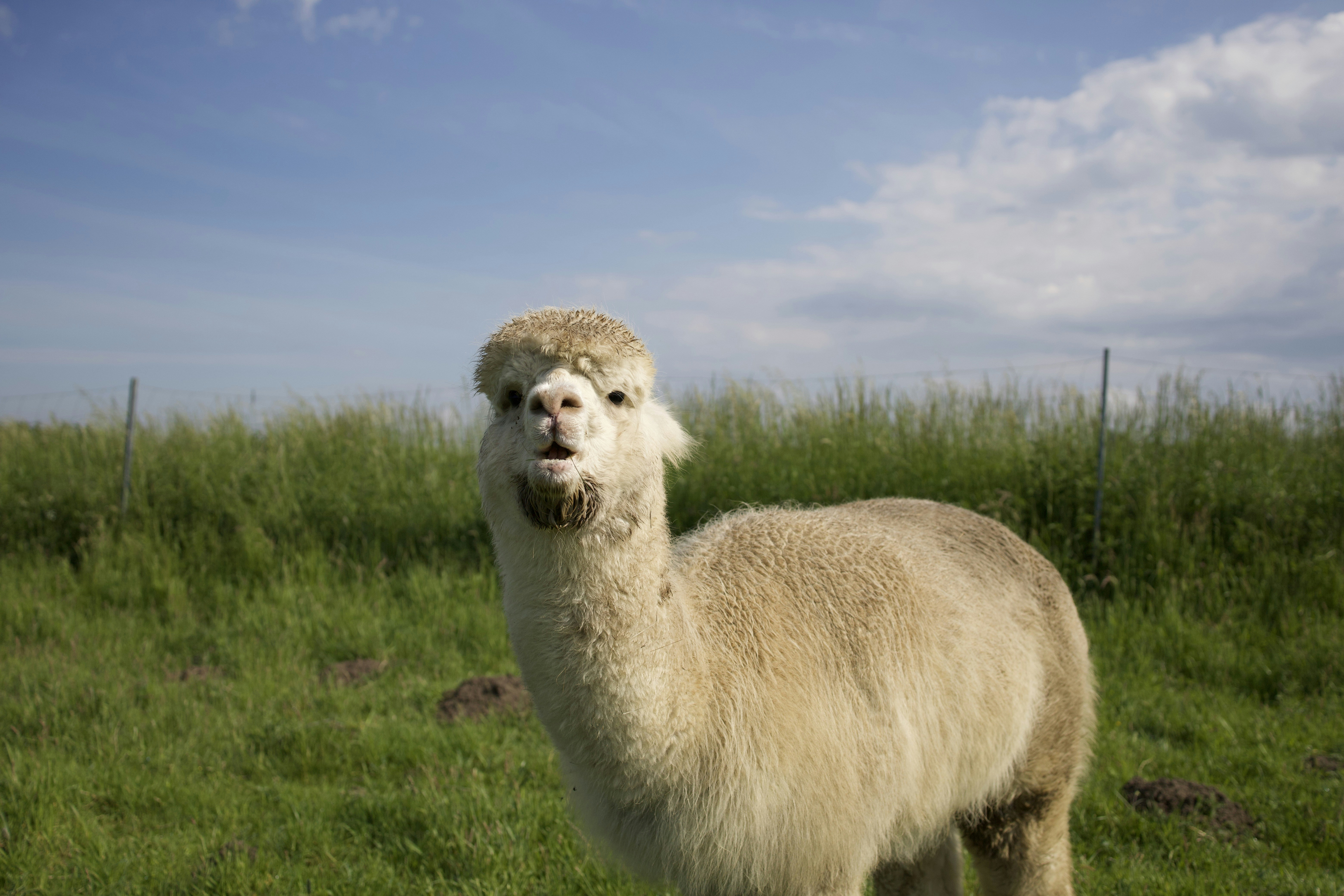Curious Cream Alpaca in a Sunlit Meadow Beneath a Wide Blue Sky