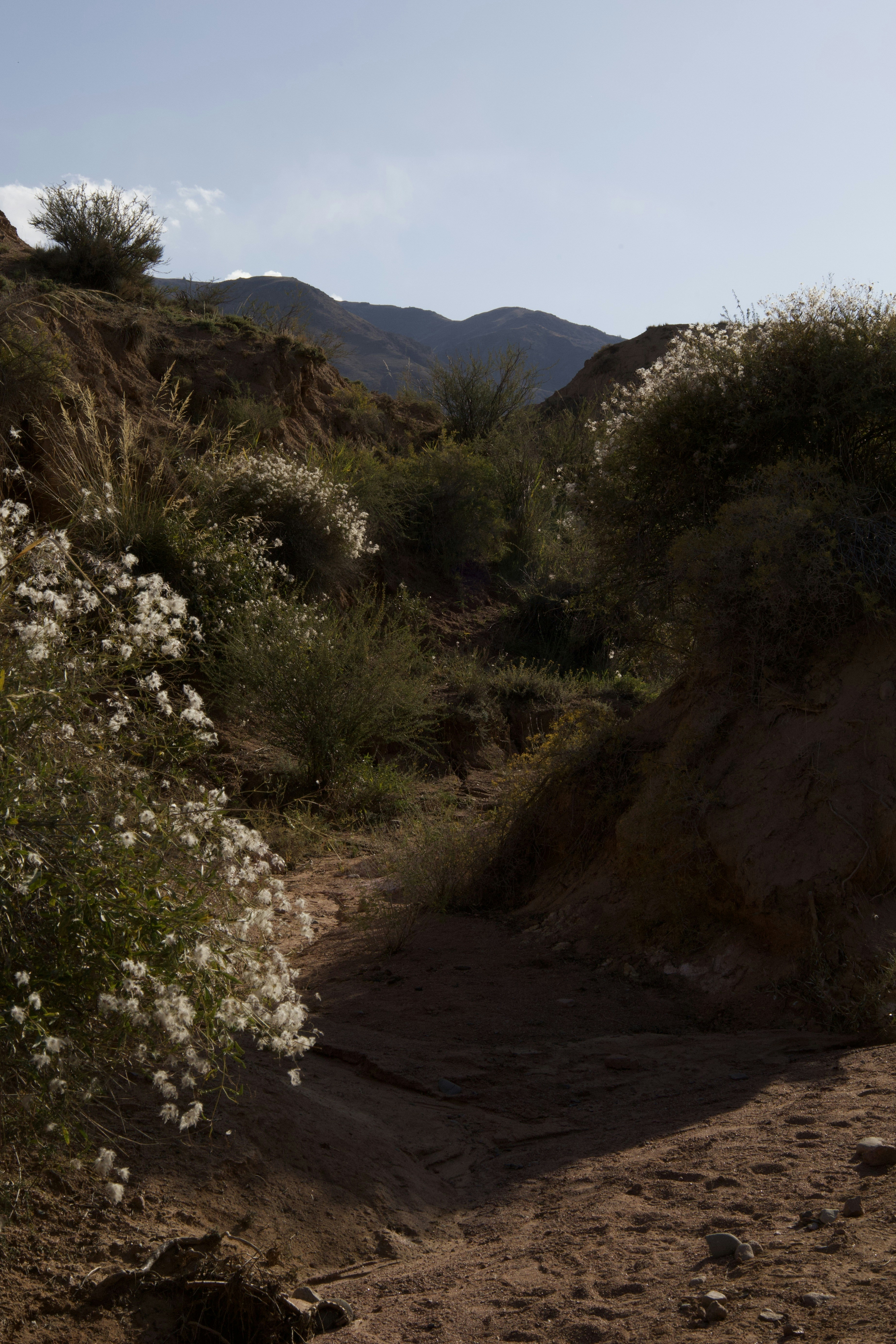Plants with white blossoms in Kyrgyzstans Skazka canyon.