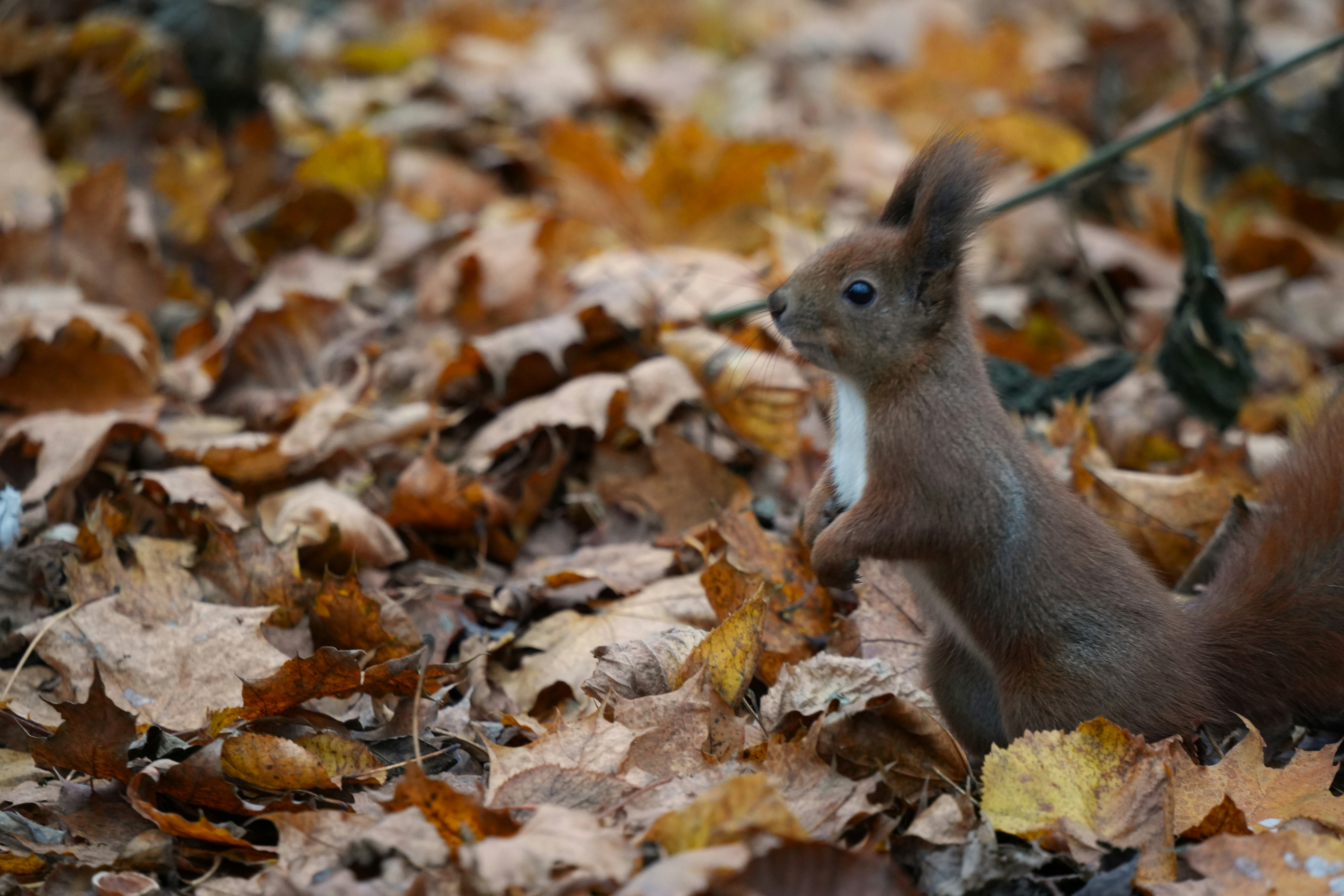 Photo by Stanisław Lul with Sony Alpha 7 IV
