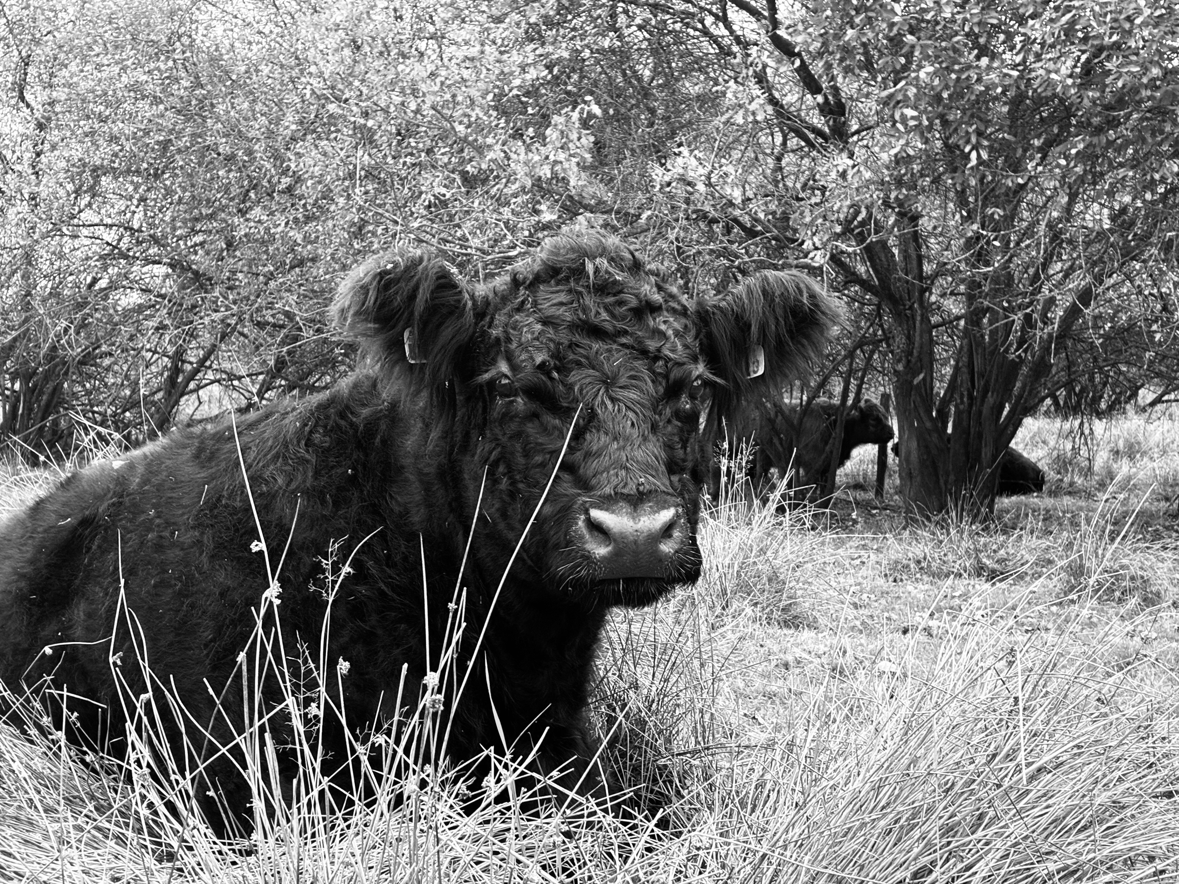 Closeup of highland cow