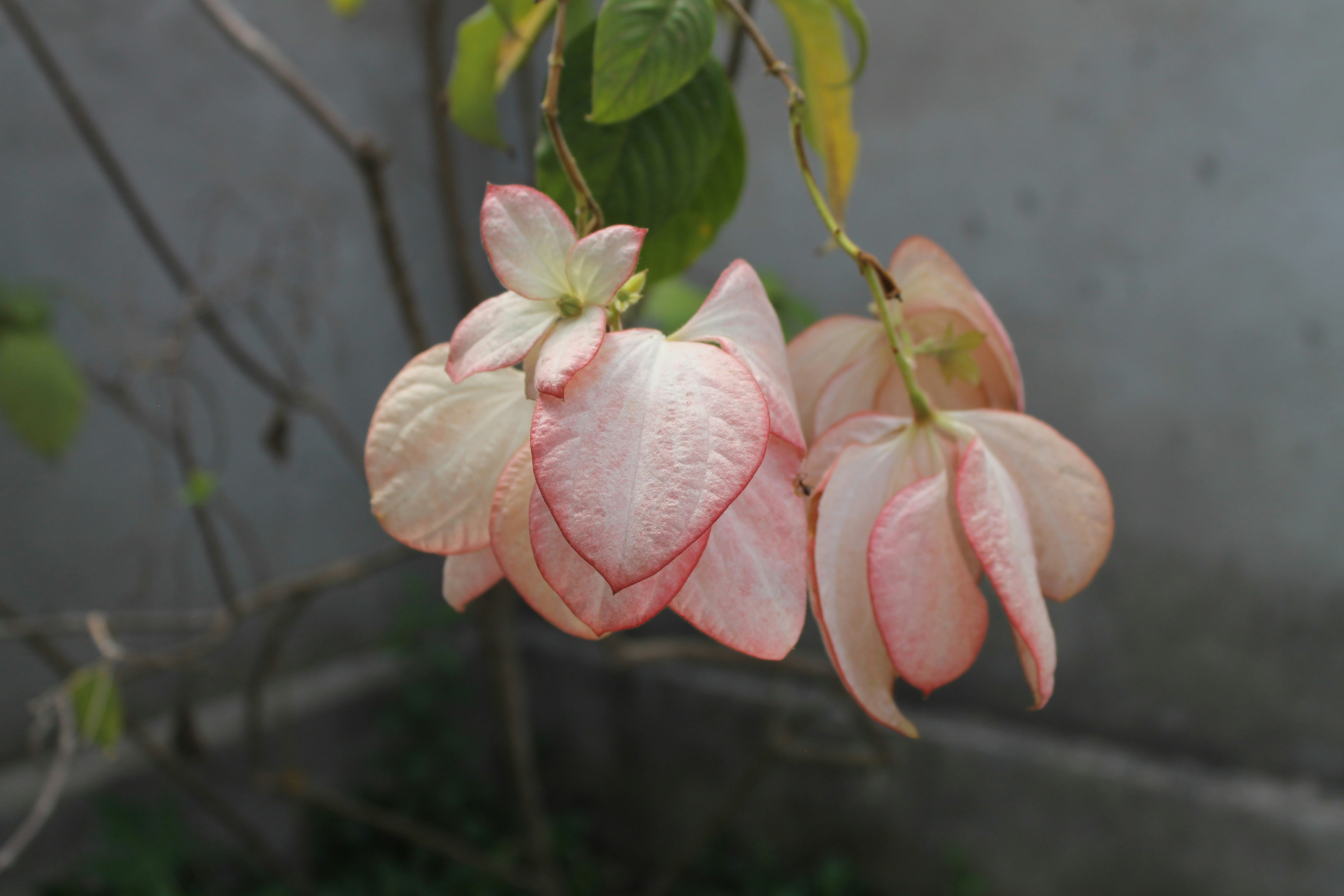 Close-Up of Pale Pink Bracts on a Hanging Plant Against a Weathered Wall