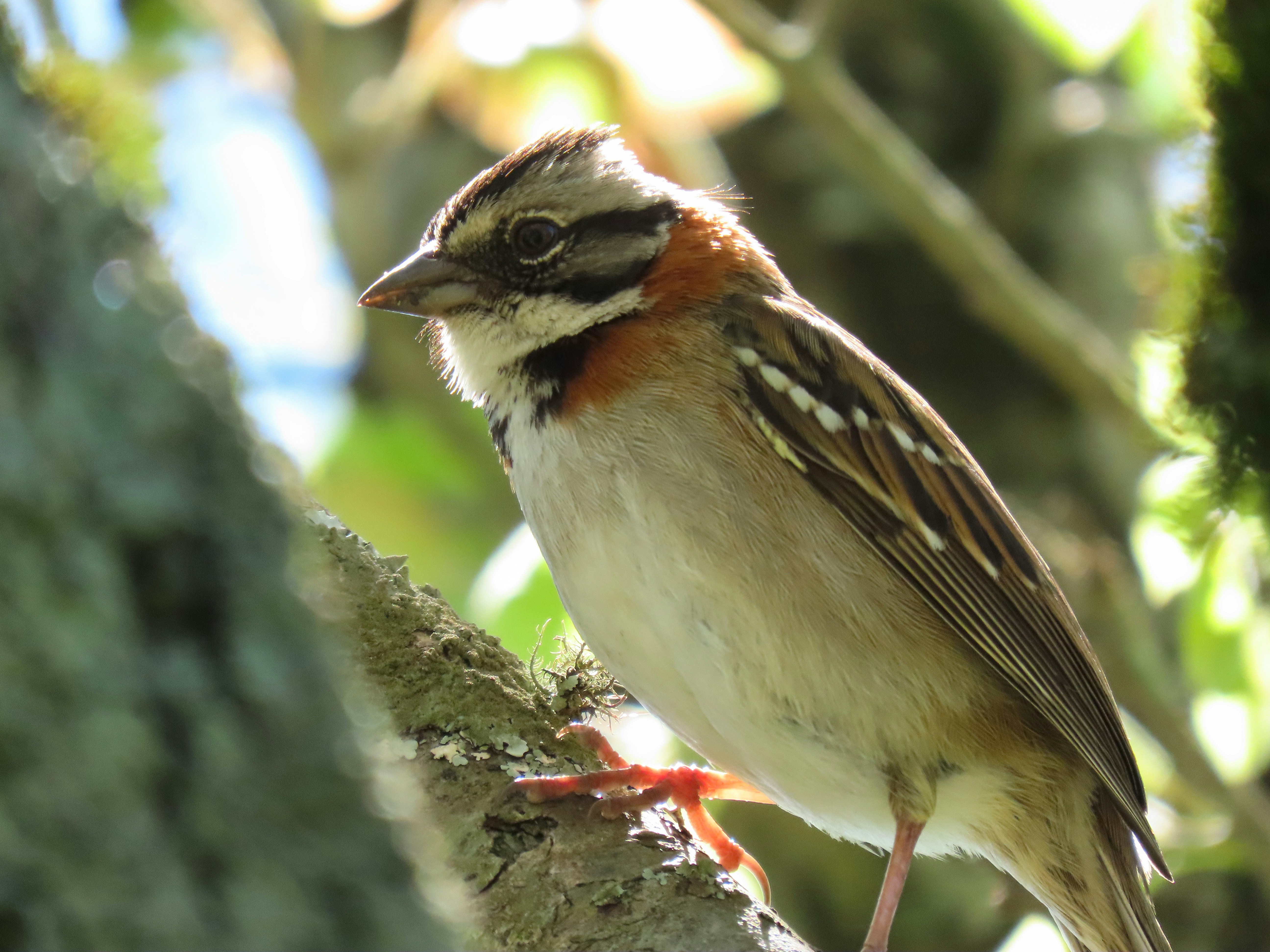 Tico-tico/Rufous-collared Sparrow (Zonotrichia capensis)