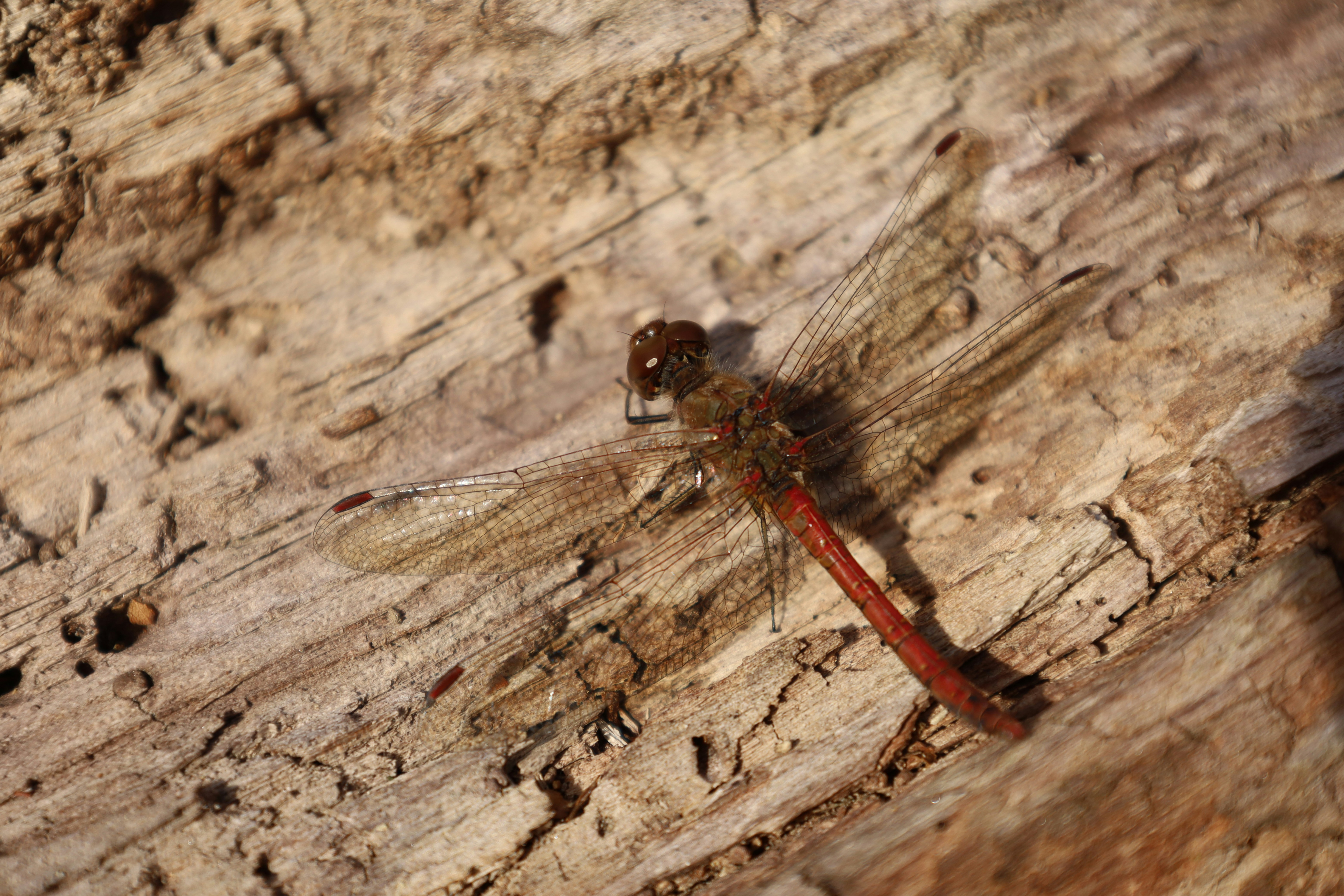 Red dragonfly