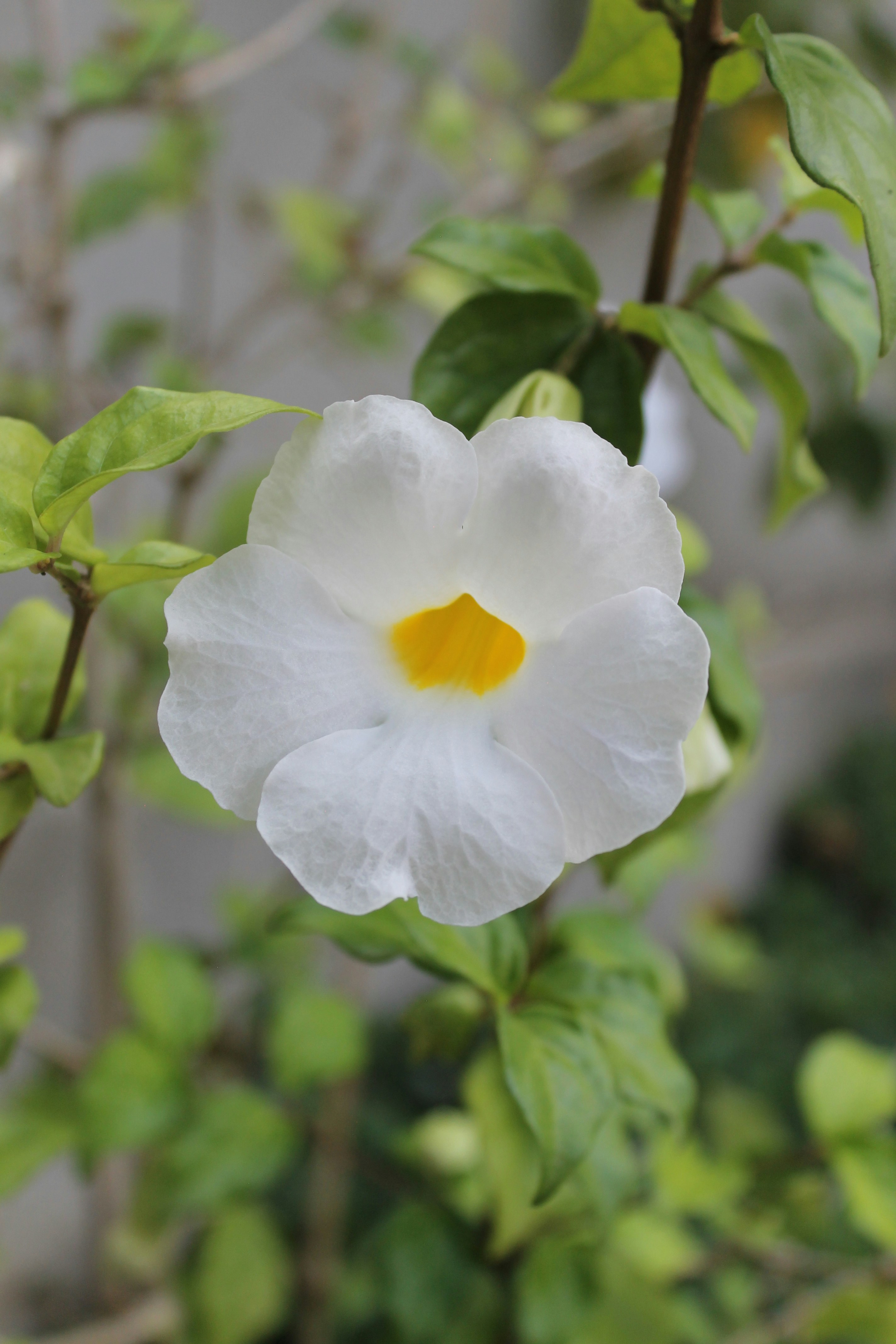 Photo by Belle with Canon EOS 1100D