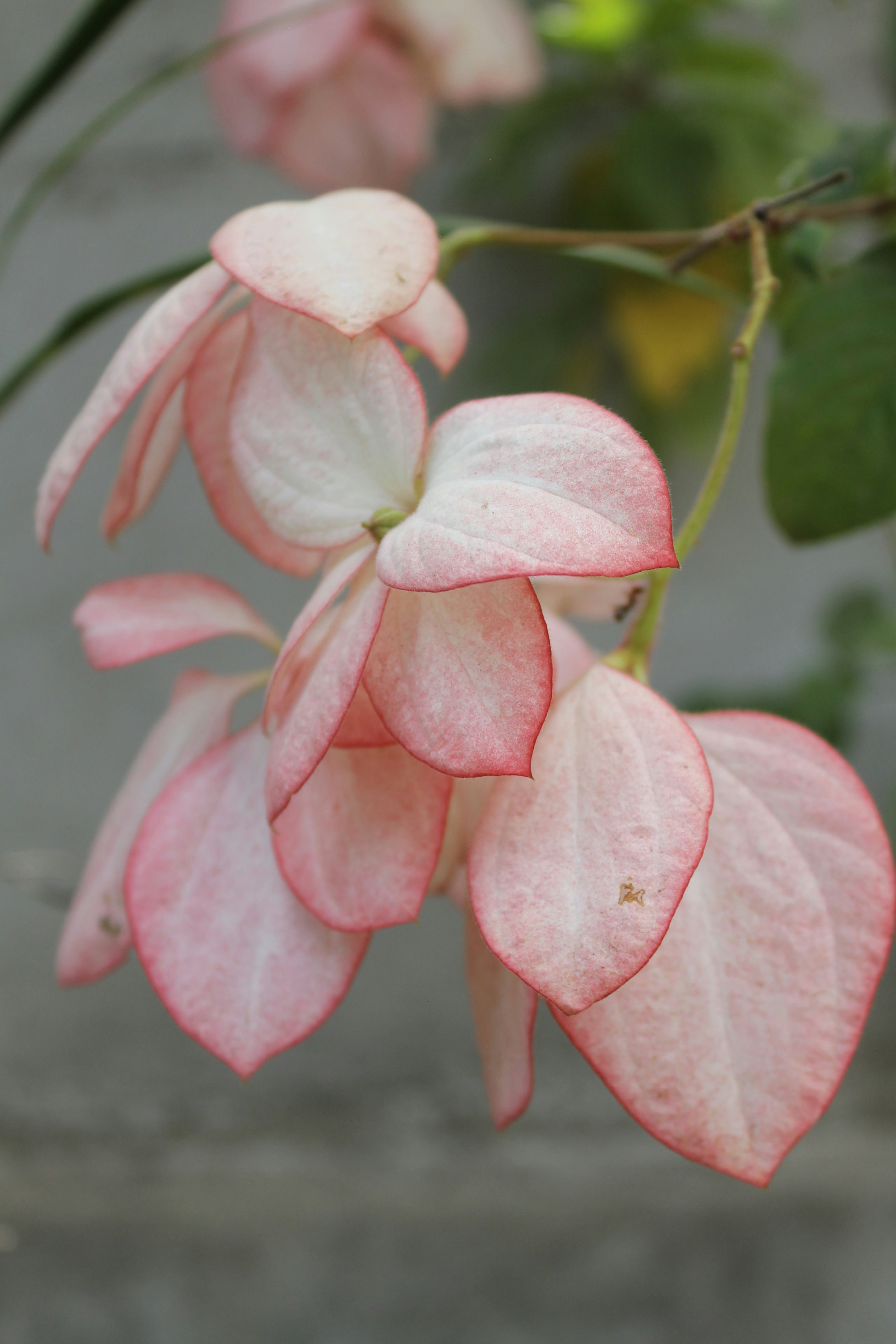 Petal Cascade: Blush Pink Leaves with a Soft Backdrop
