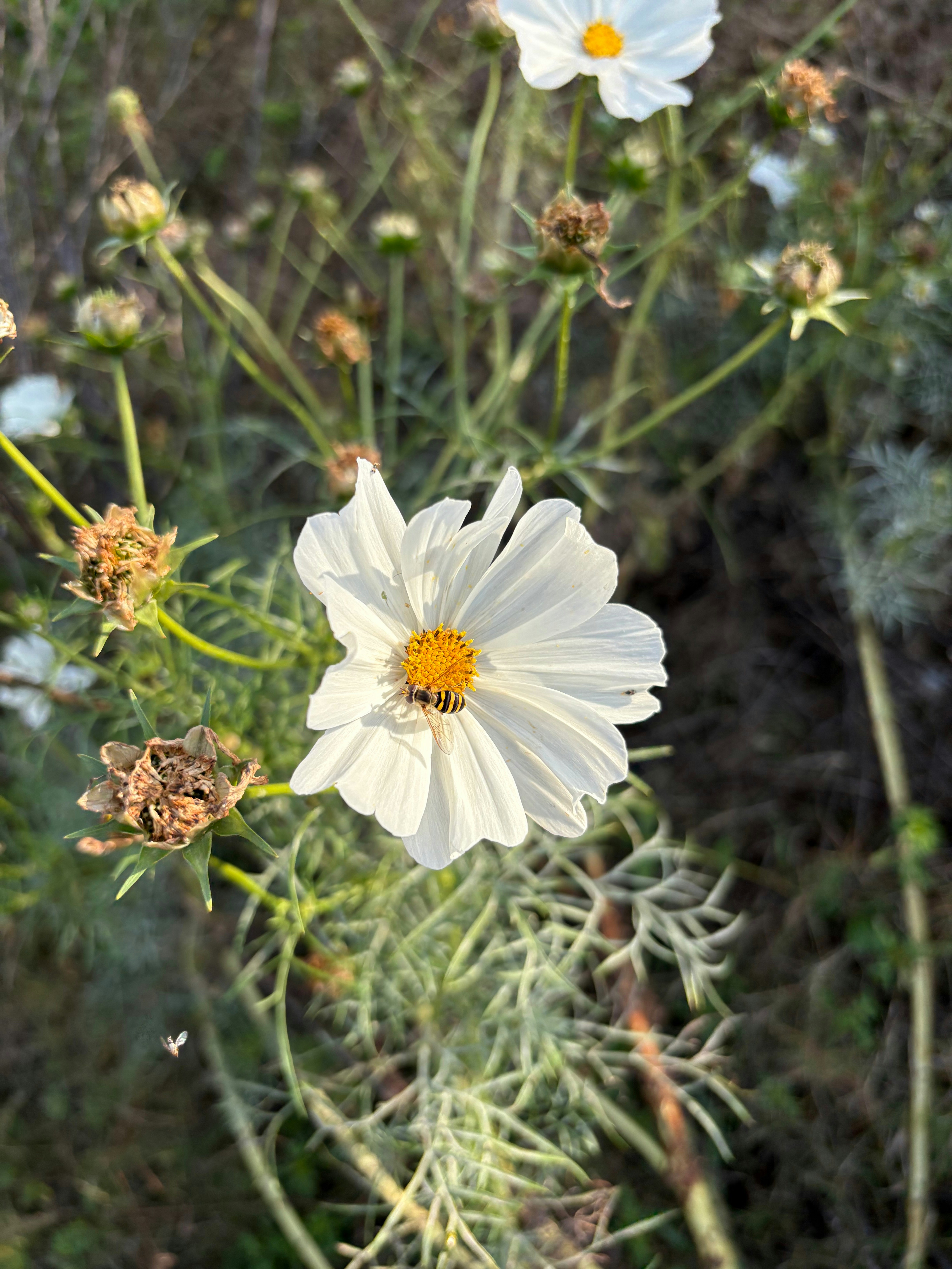 Petals in Focus: White Cosmos Amidst Winding Greens