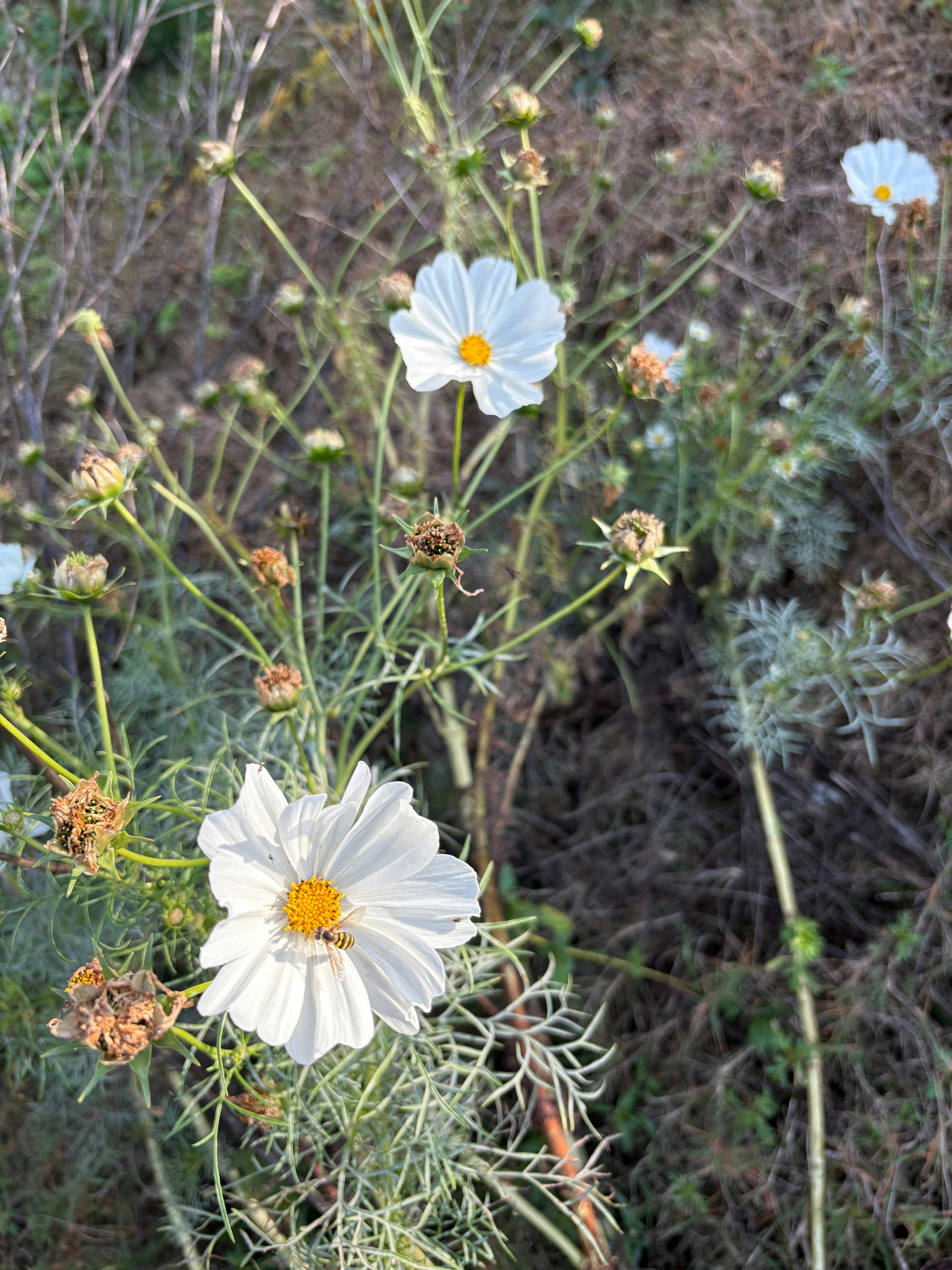 Photo by Tracy Brower with Apple iPhone 16