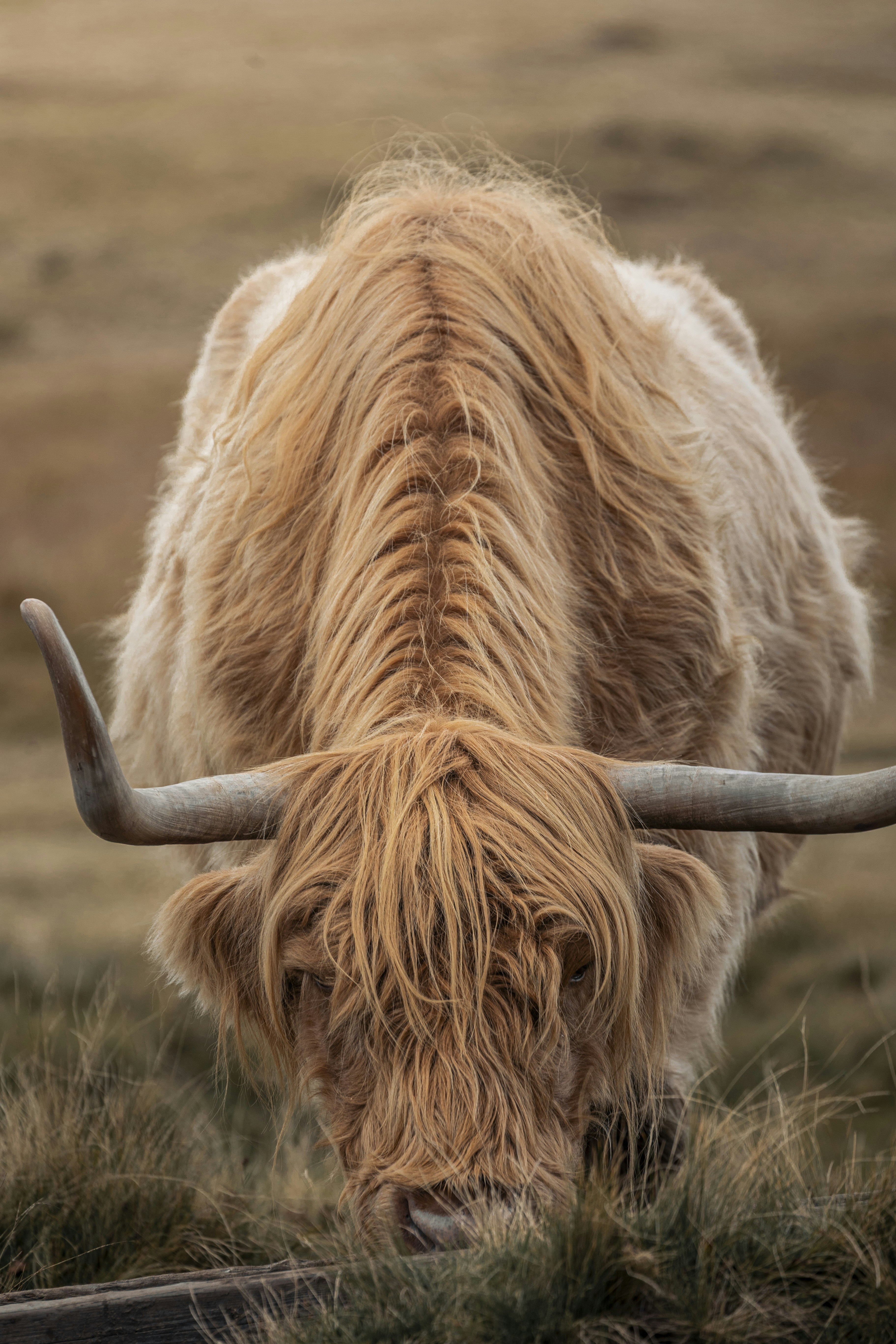 Grazing in Golden Light: The Highlander's Quiet Dine