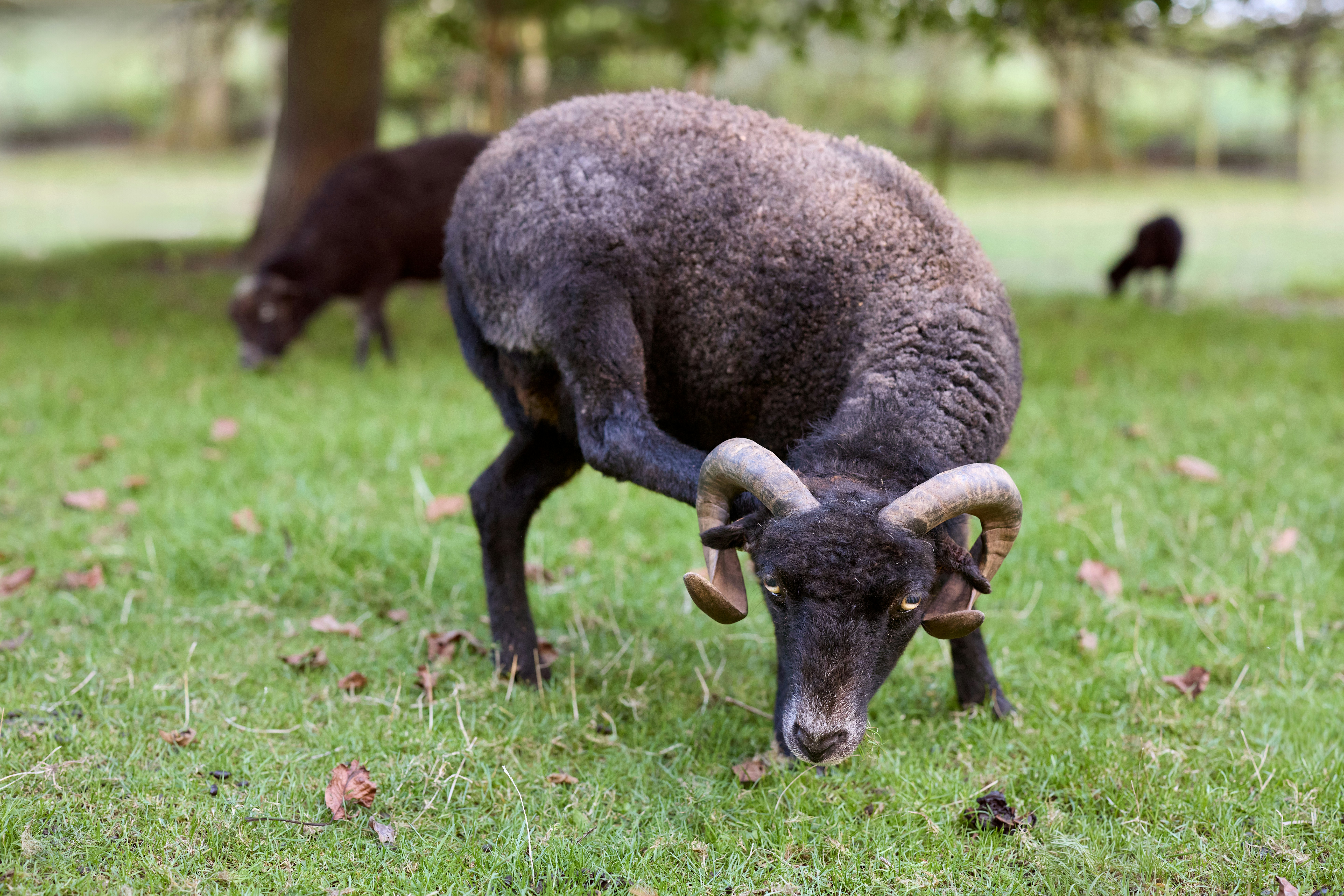 A magnificent black ouessant sheep scratches his horn peacefully in a vibrant green field. Its rich, dark wool and impressive horns are prominent against the soft, blurred rural background, with other sheep in the distance.