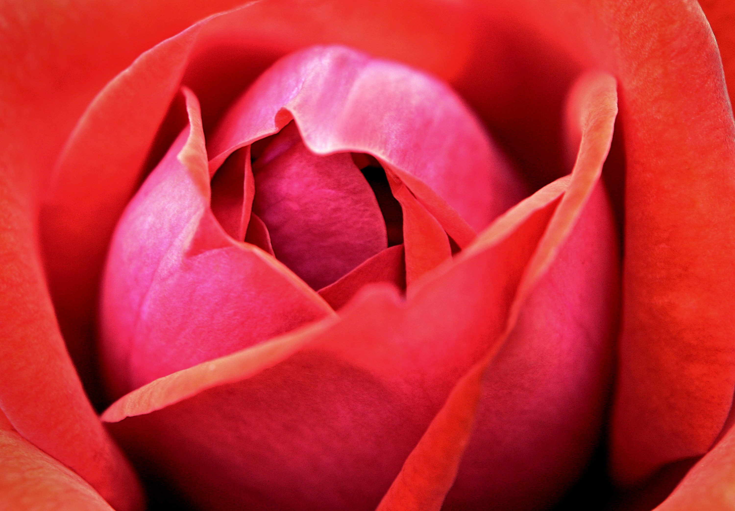 "Macro Rose" --- Close-up of a blooming rose.