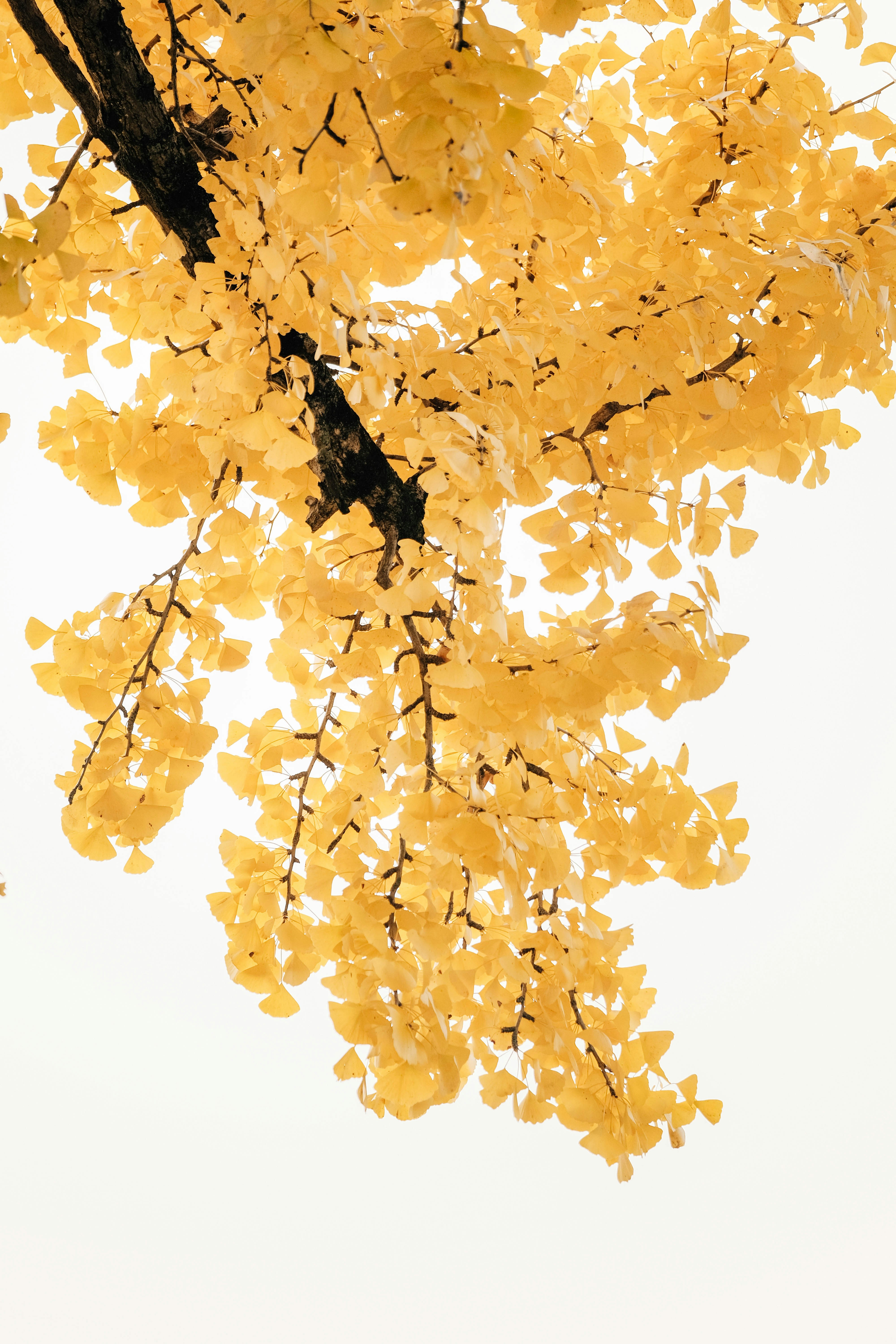 Golden Canopy: Sunlit Leaves Framing a Quiet Sky