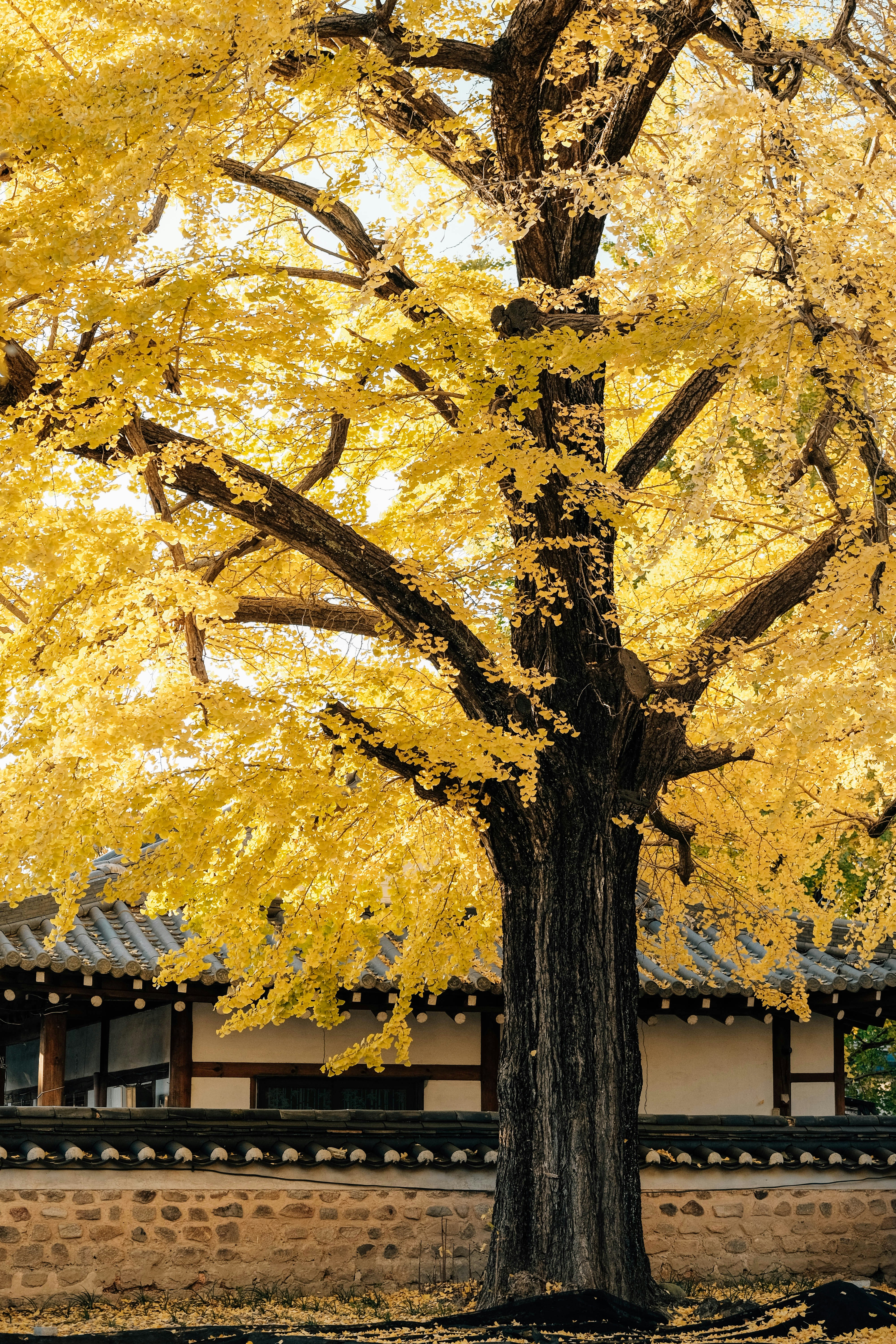 Gilded Canopy Over a Quiet Traditional Courtyard