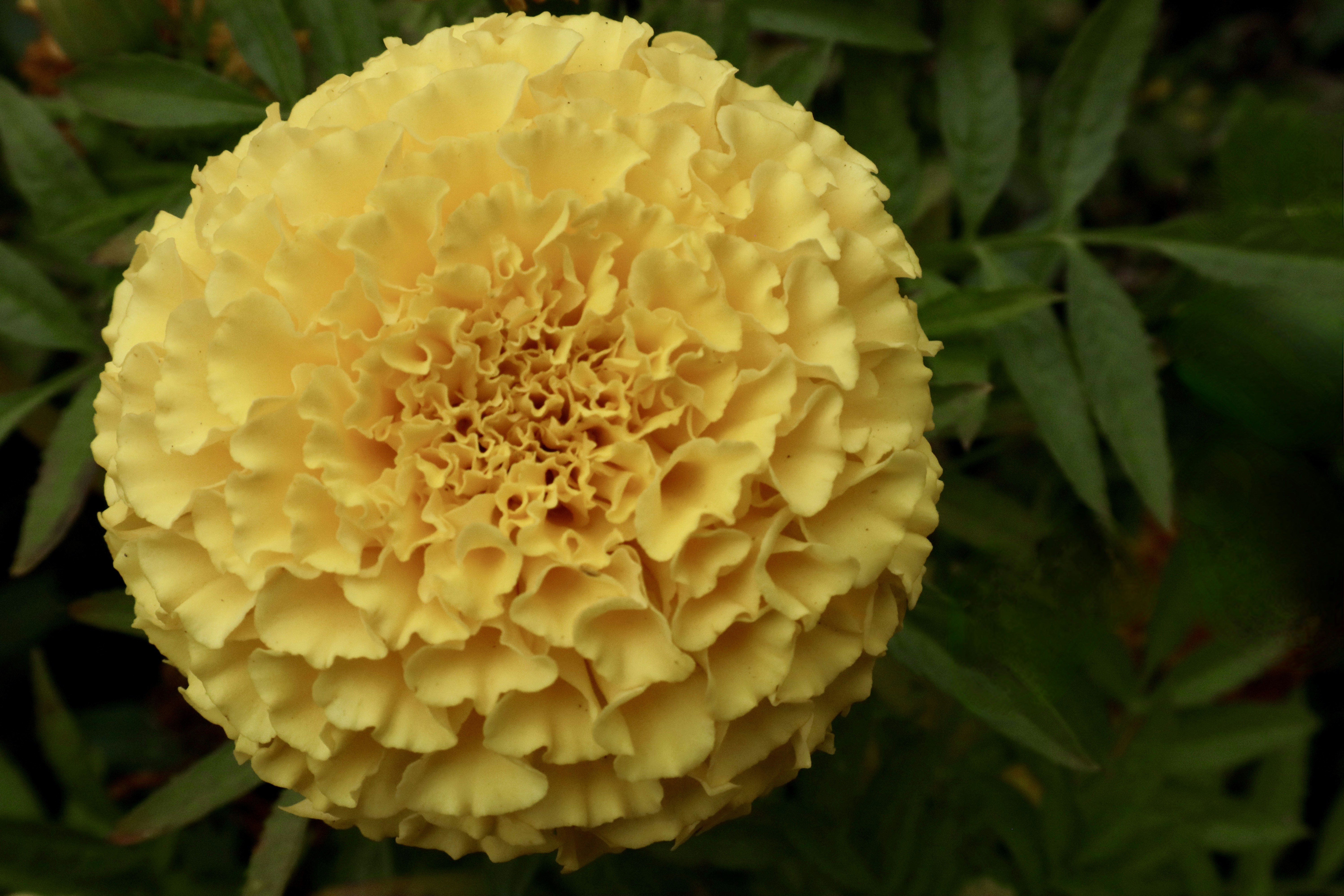Golden Pom-Pom Marigold: a close-up study of radiant petals