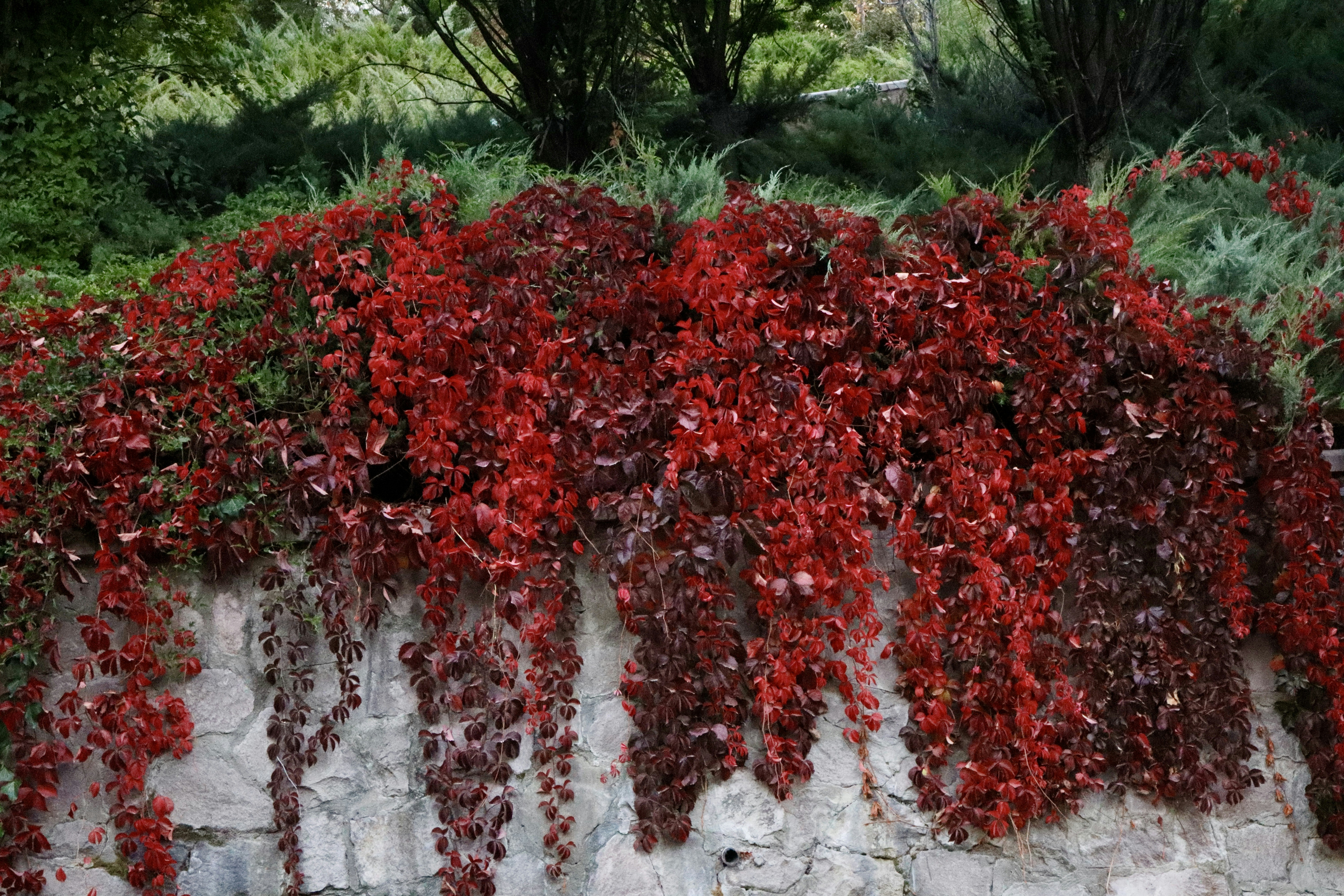 Crimson Curtain over a Weathered Wall