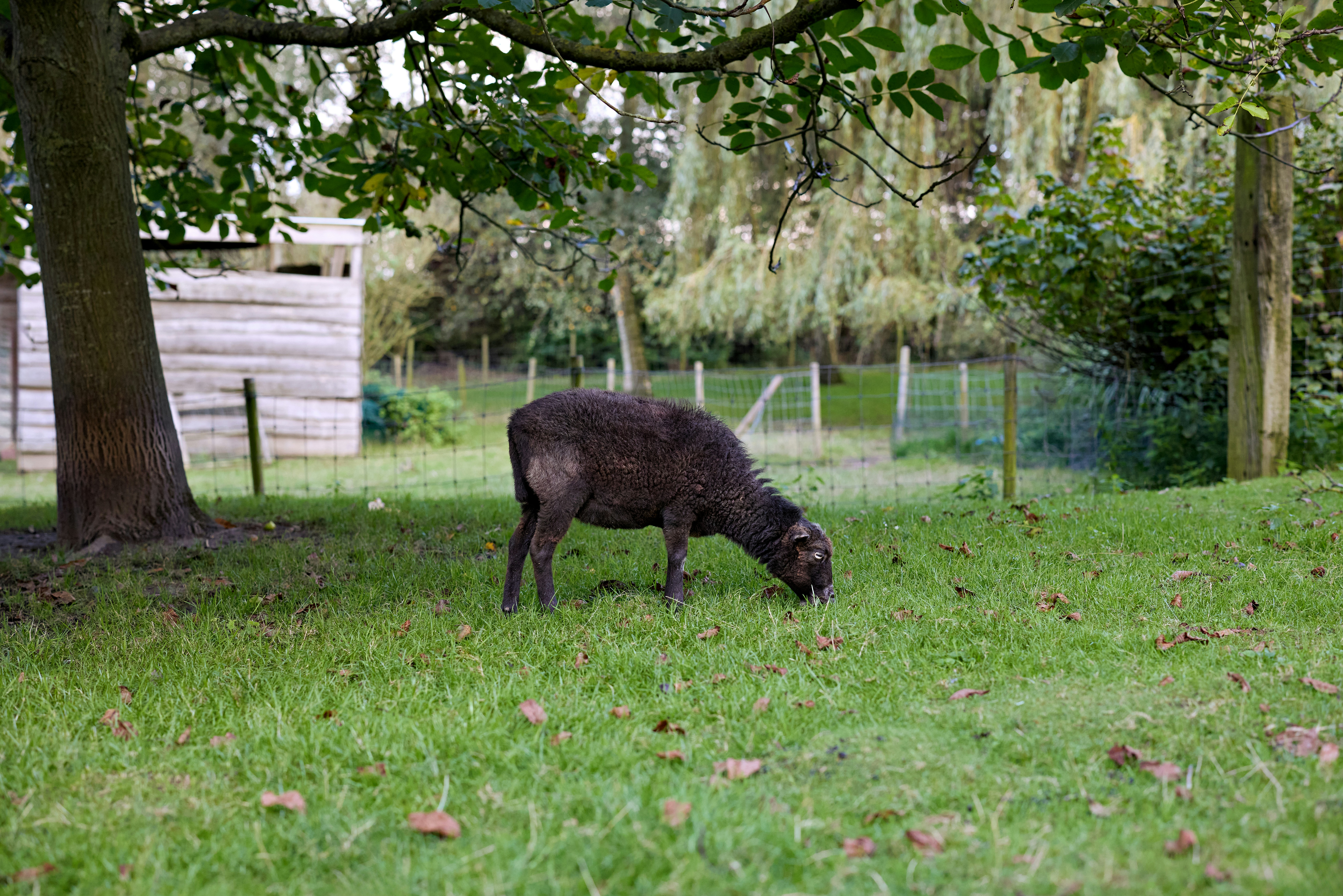 A dark ouessant sheep peacefully grazes on vibrant green grass amidst scattered autumn leaves, with a rustic farm fence and trees in the background.