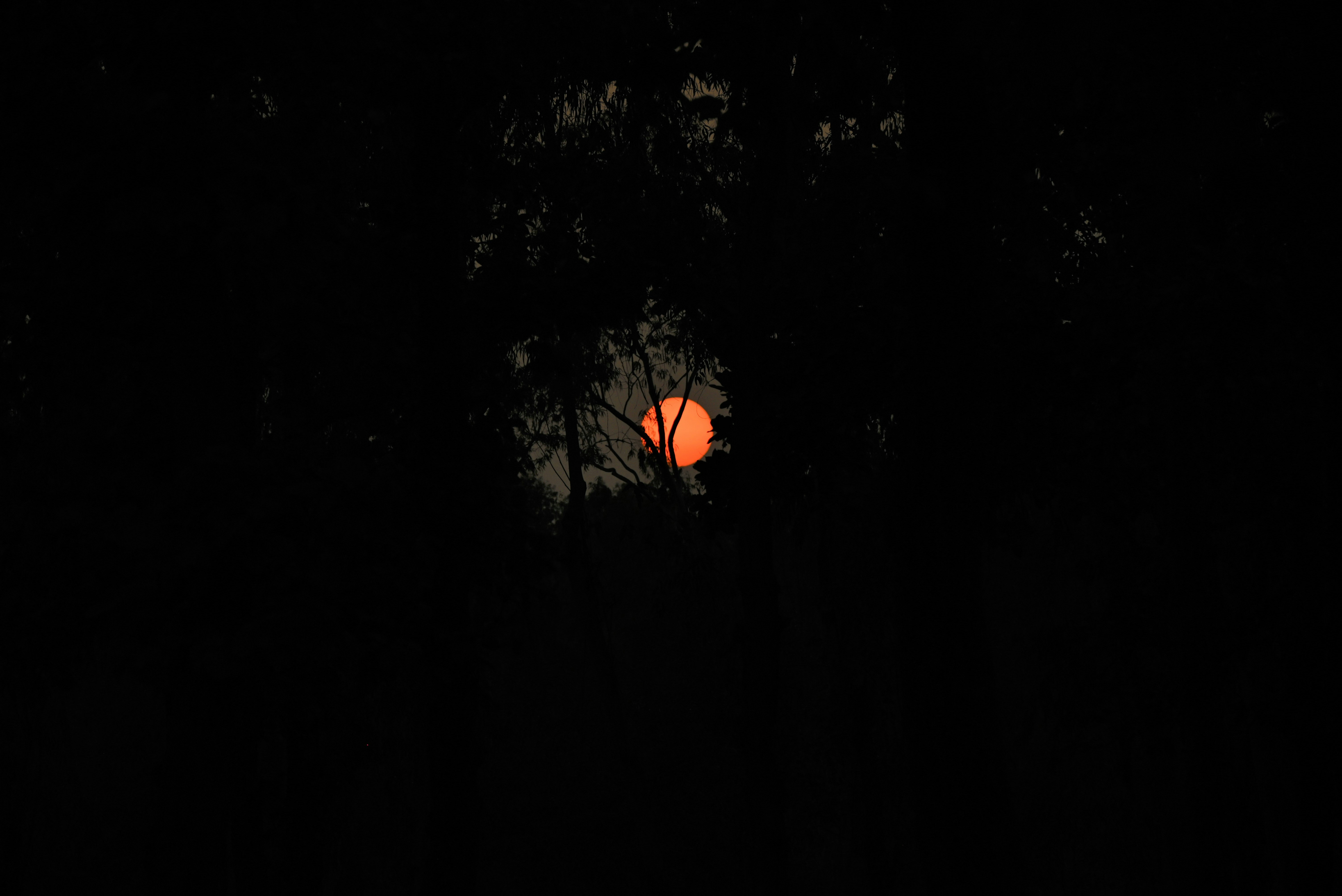 Moonrise Behind Pines: Scarlet Orb in a Velvet Night