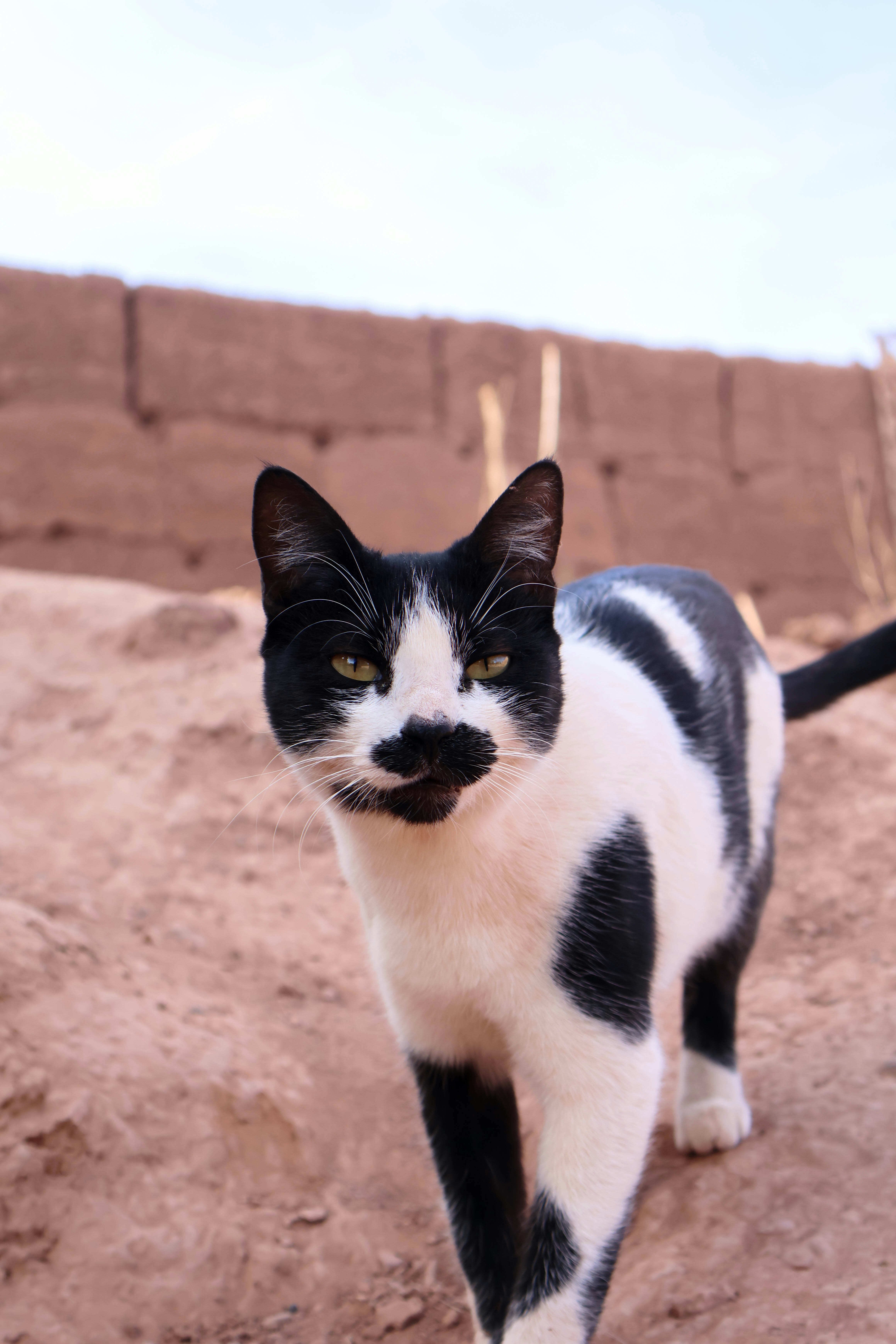Dusty Horizon, Black-and-White Scout: A curious cat on a sunlit earthen path