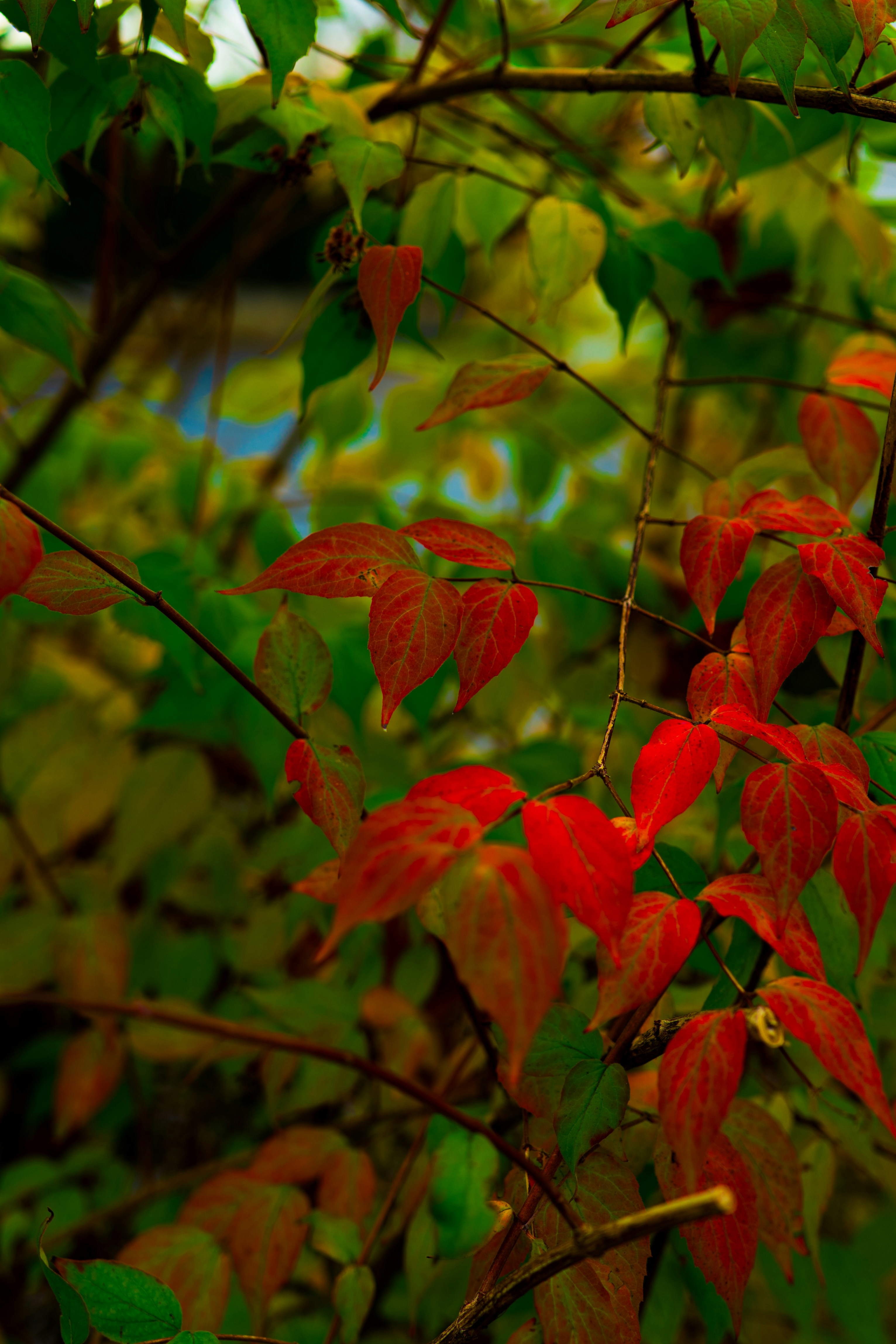 Crimson Veins in a Green Vinescape
