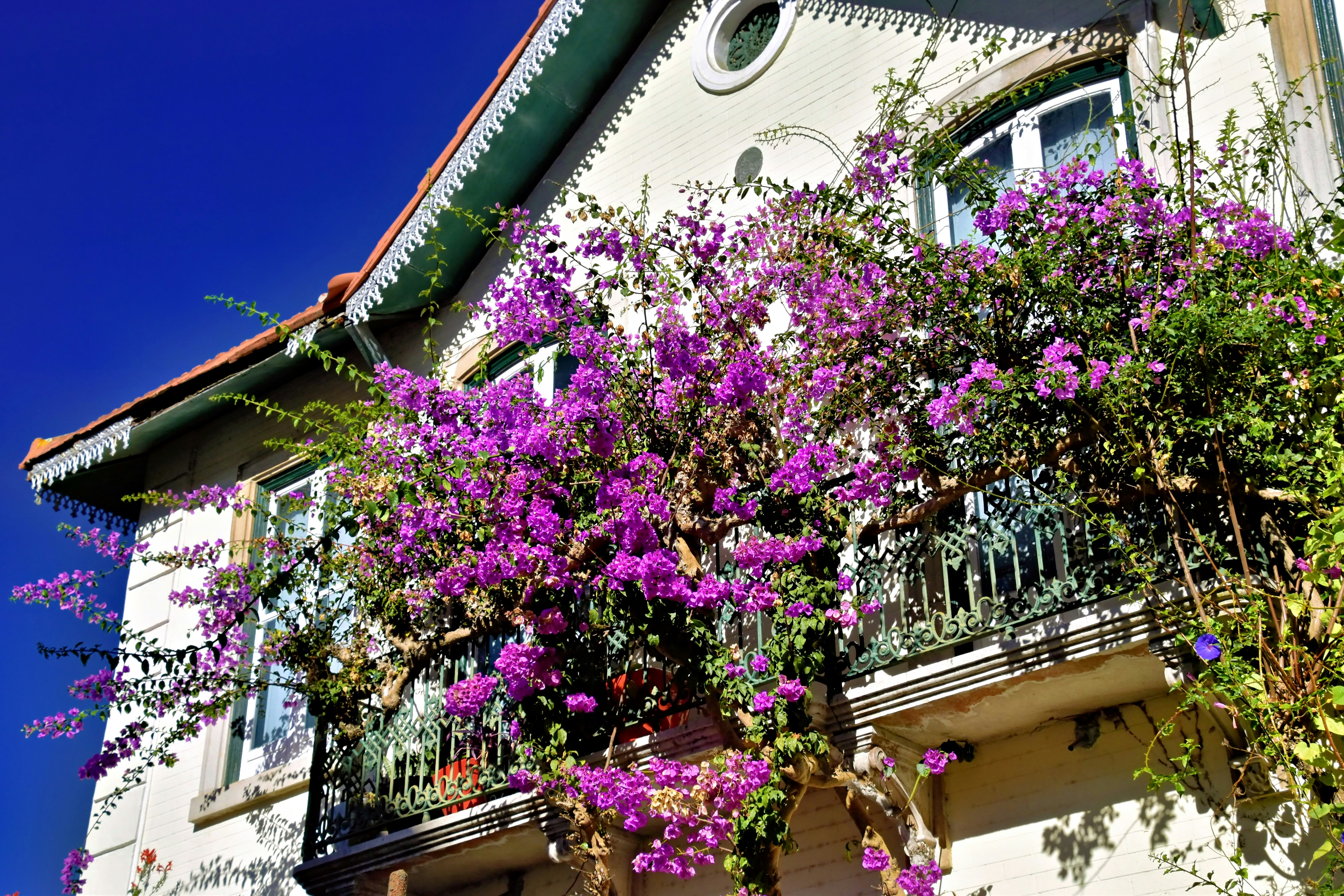 Photo by Jeffrey Eisen with Nikon D5600