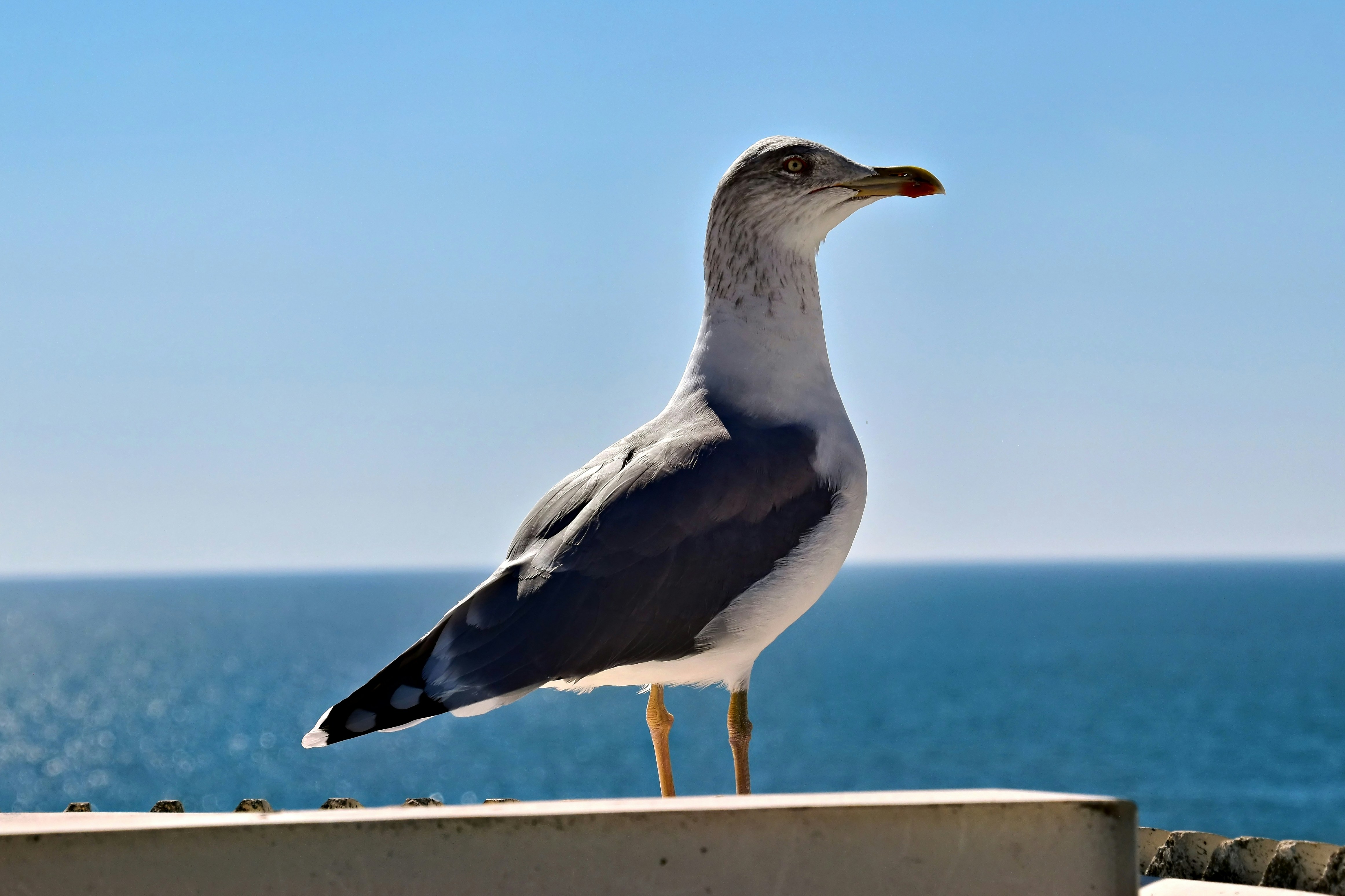 Photo by Jeffrey Eisen with Nikon D5600