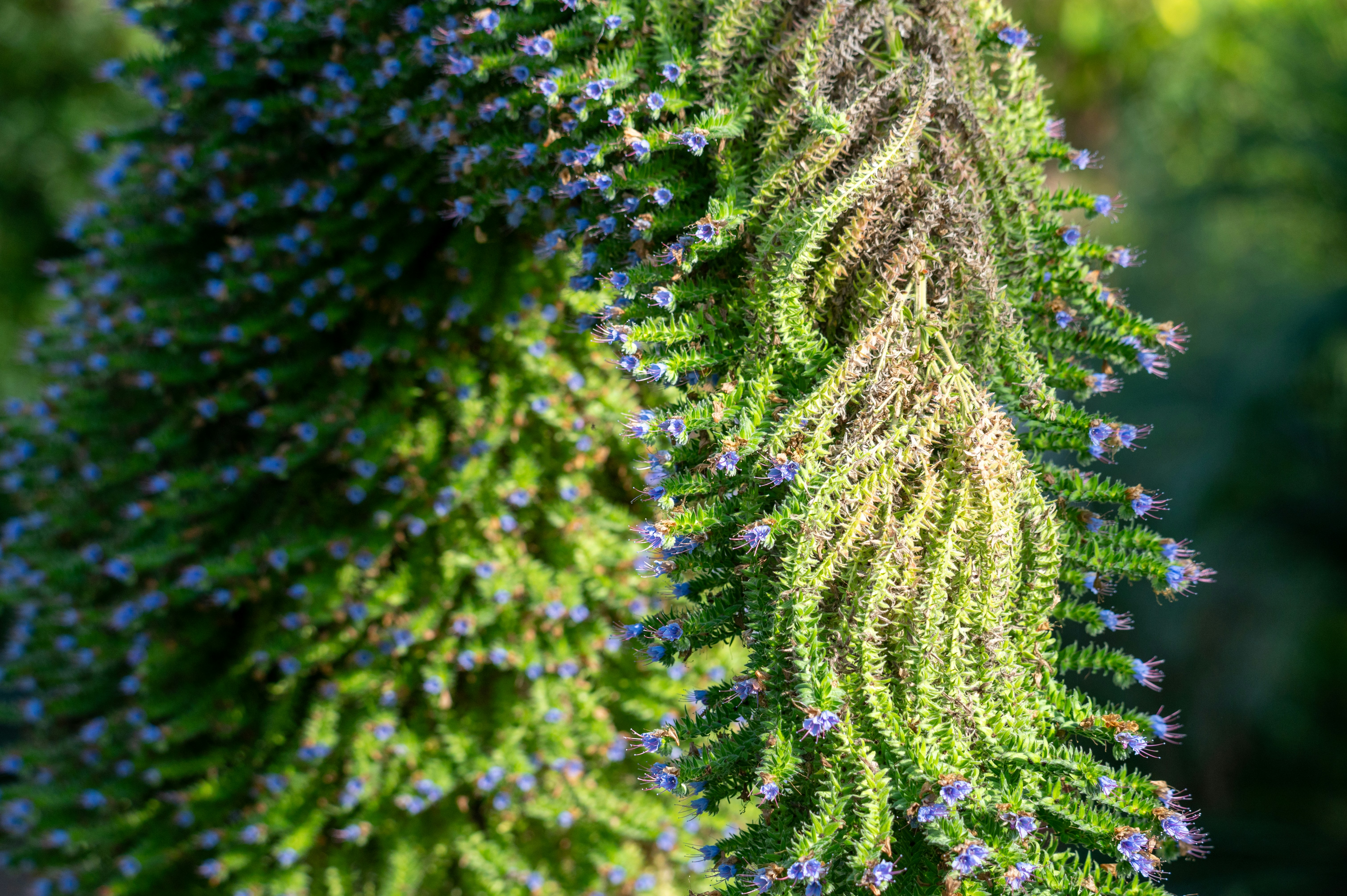 Coiled Fern Close-Up: Sunlit Fronds with Tiny Purple Blooms
