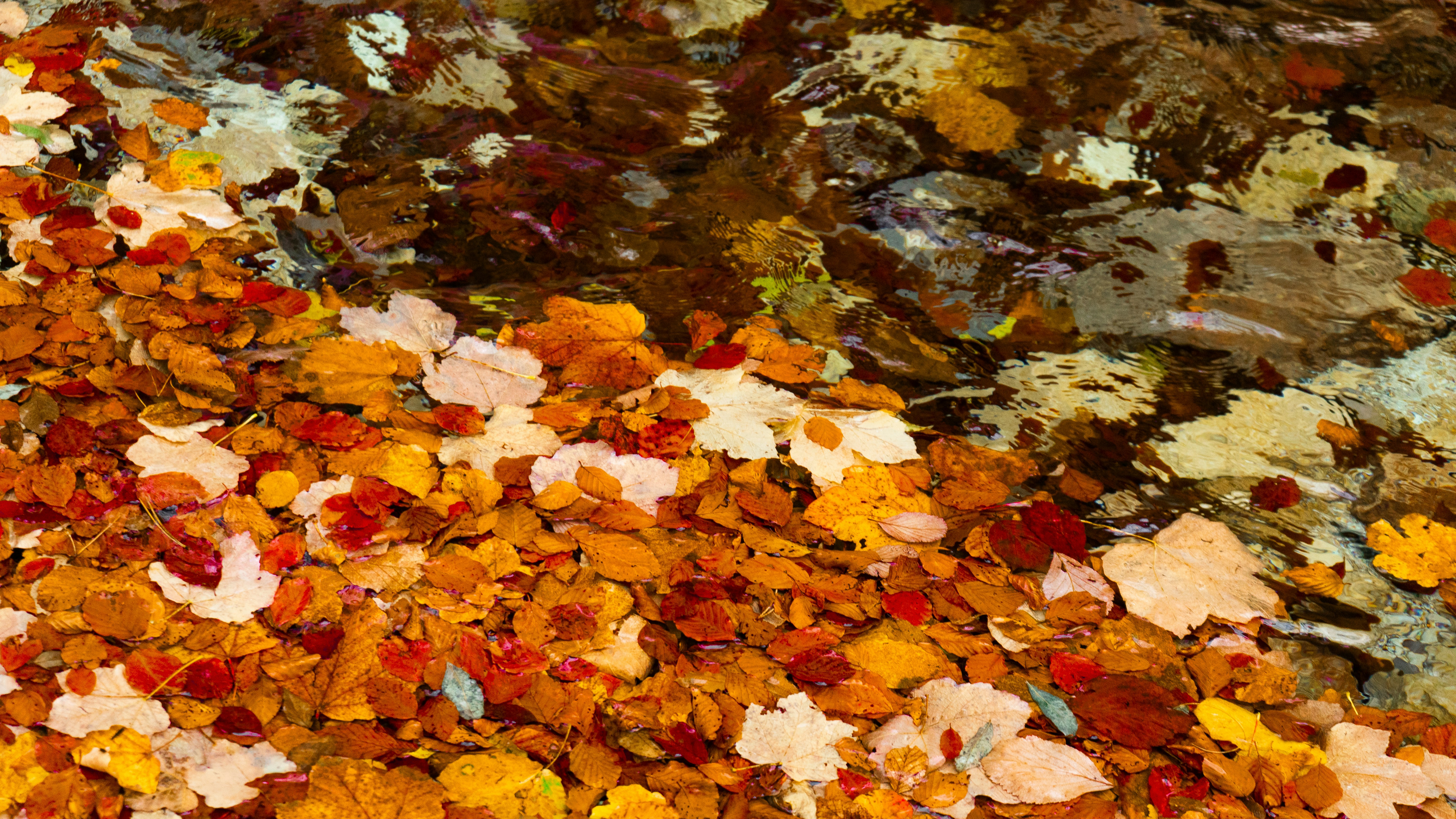 Autumn Mosaic on Quiet Water