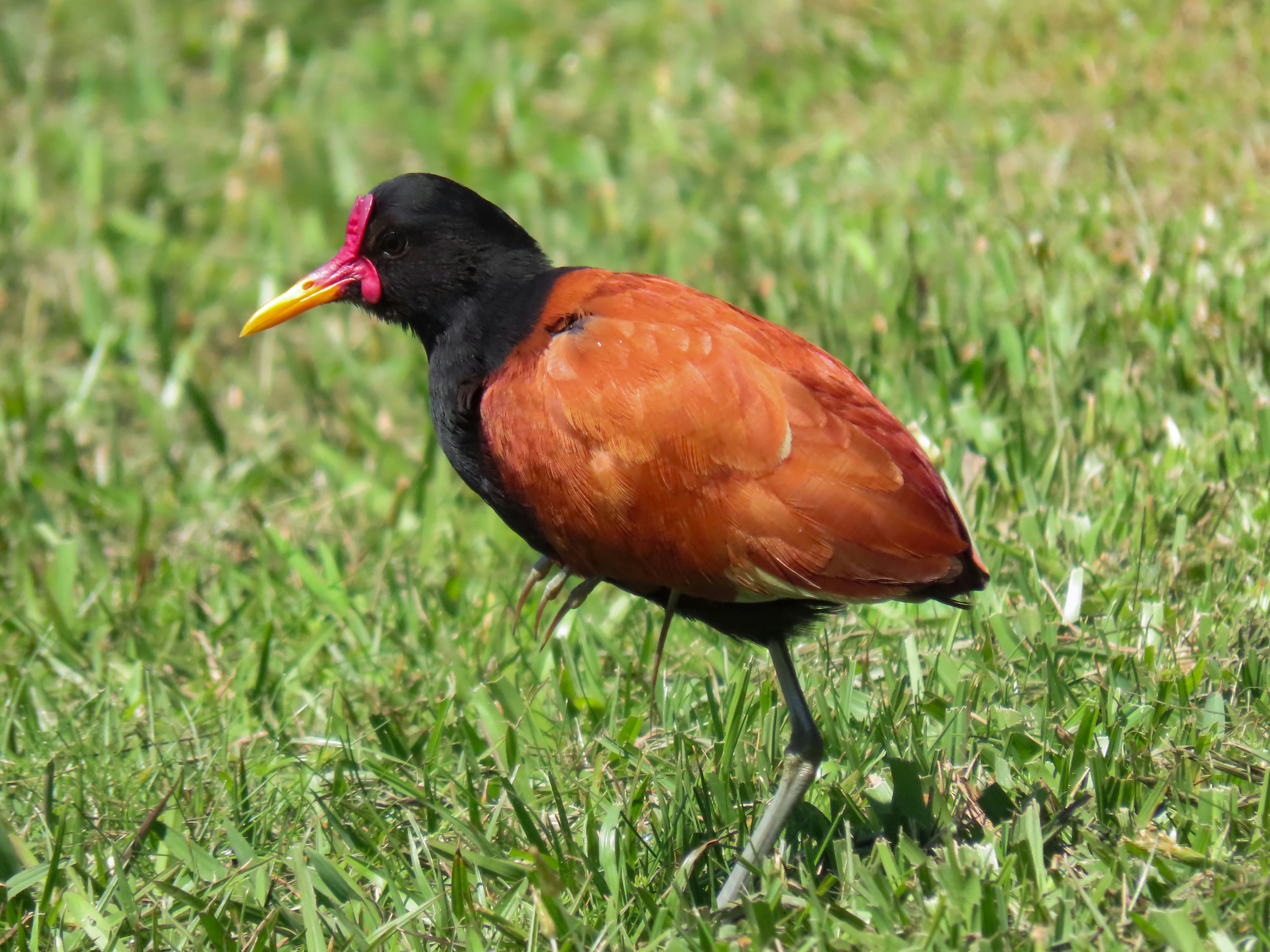 Jaçanã/Wattled Jacana (Jacana jacana)