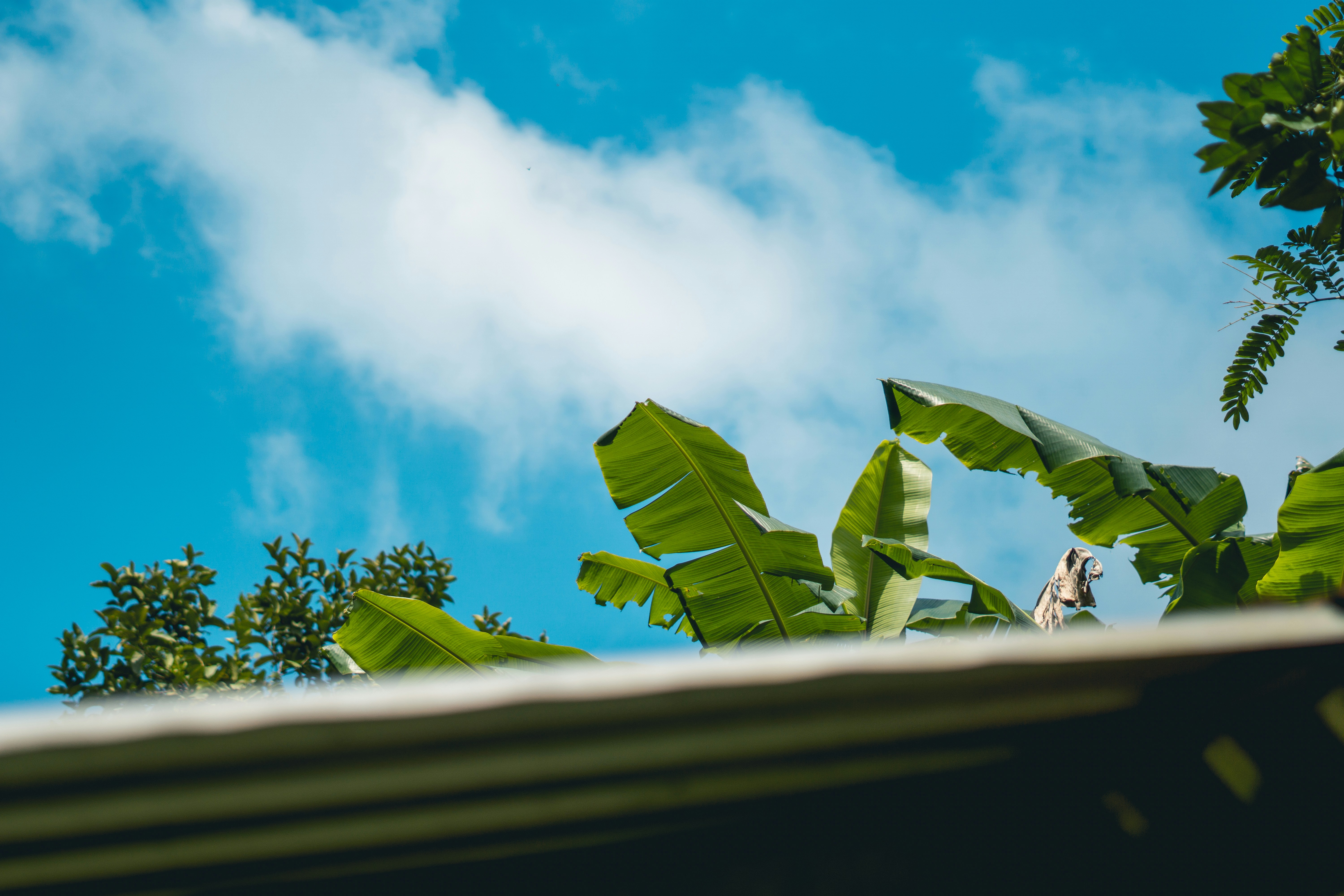 Cobalt Sky Over Tropical Fronds: A Quiet Roofline Moment