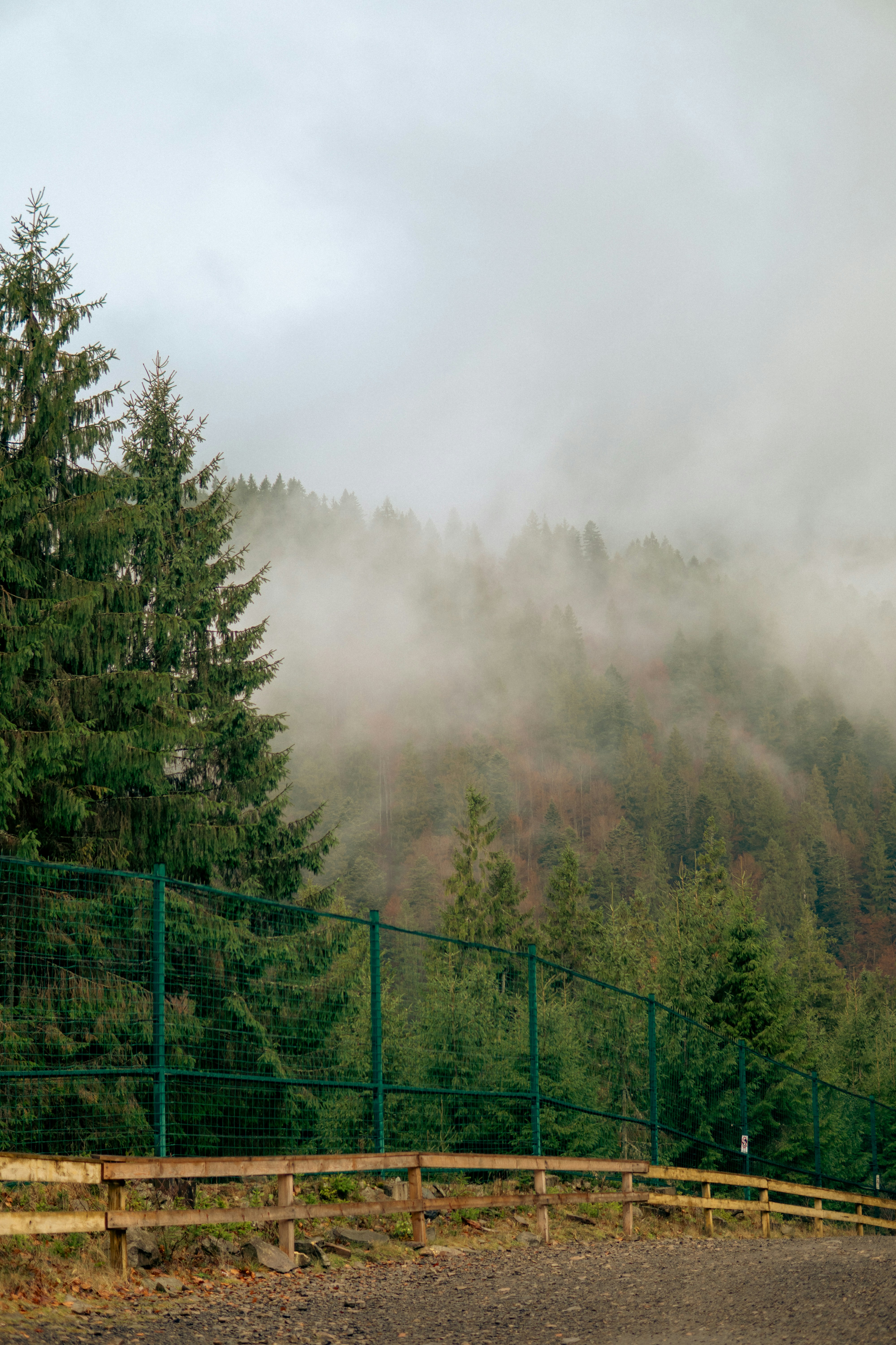 Mist over the Fence: Conifer Alley Beneath Clouded Peaks