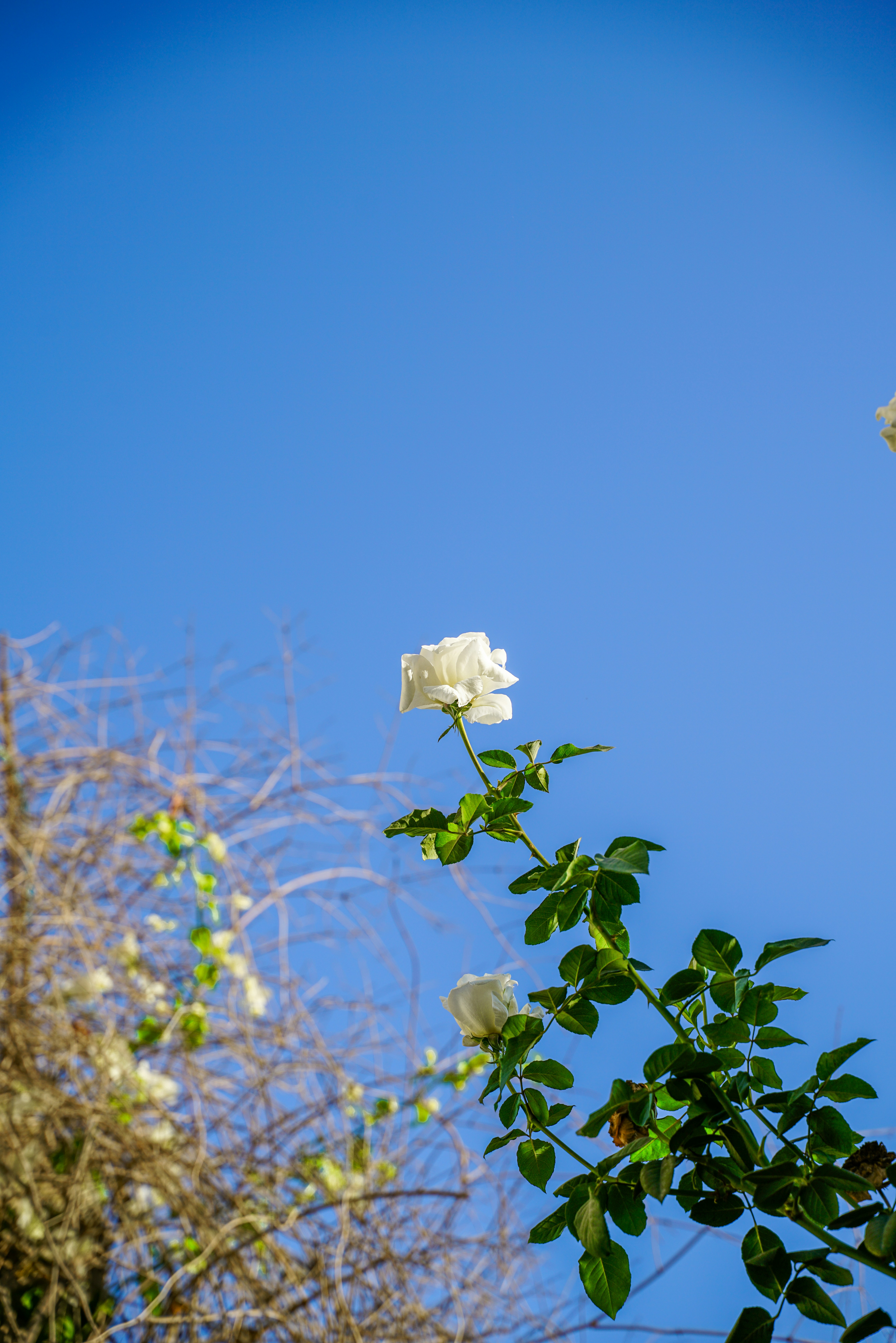 Delicate White Rose Reaches Toward a Pristine Blue Sky