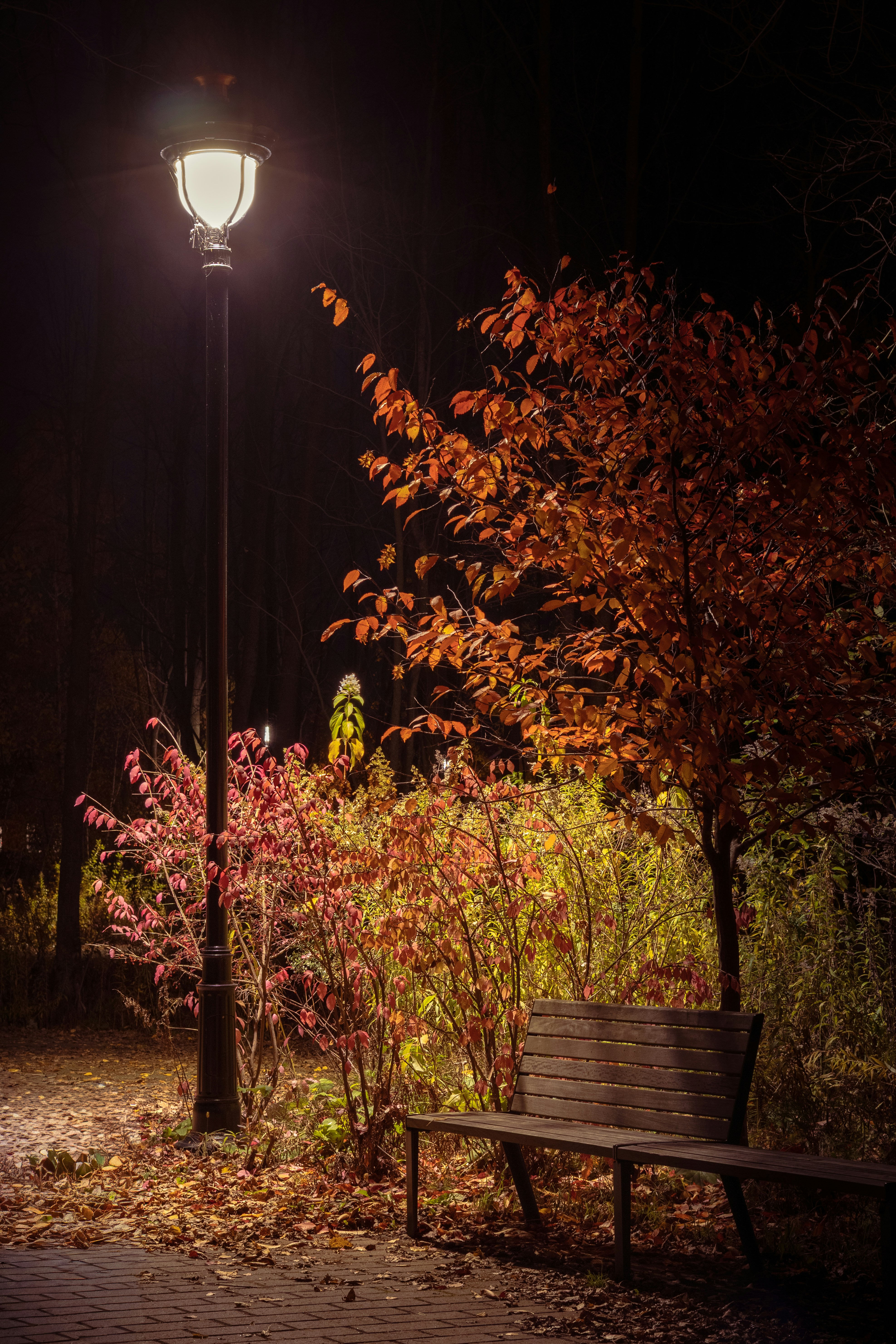 Lanternlit Autumn: A Quiet Night by the Park Bench