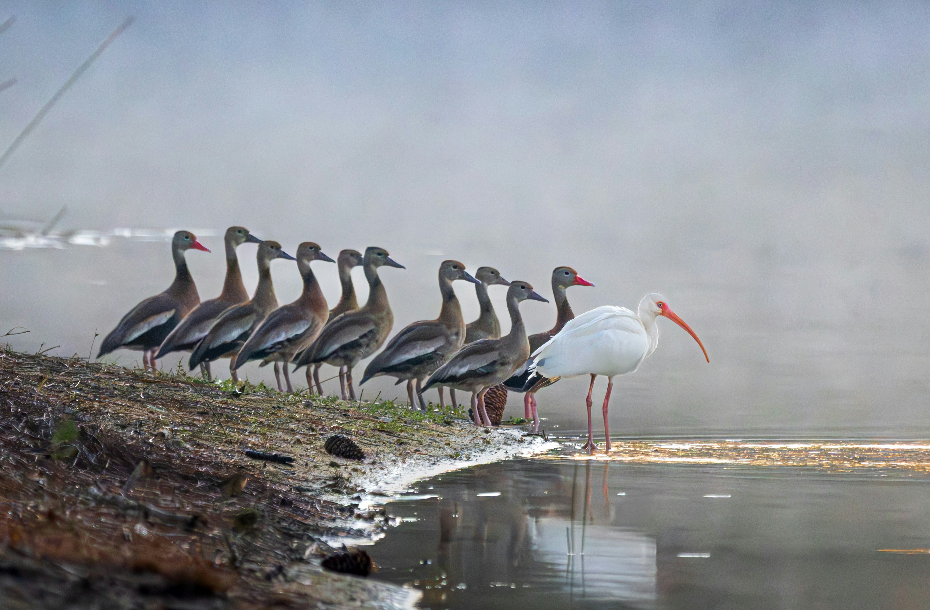 When you suddenly realize you're in the wrong line! A lone white ibis seems to question its life choices as it queues with a line of ducks on a misty Sarasota lake.
