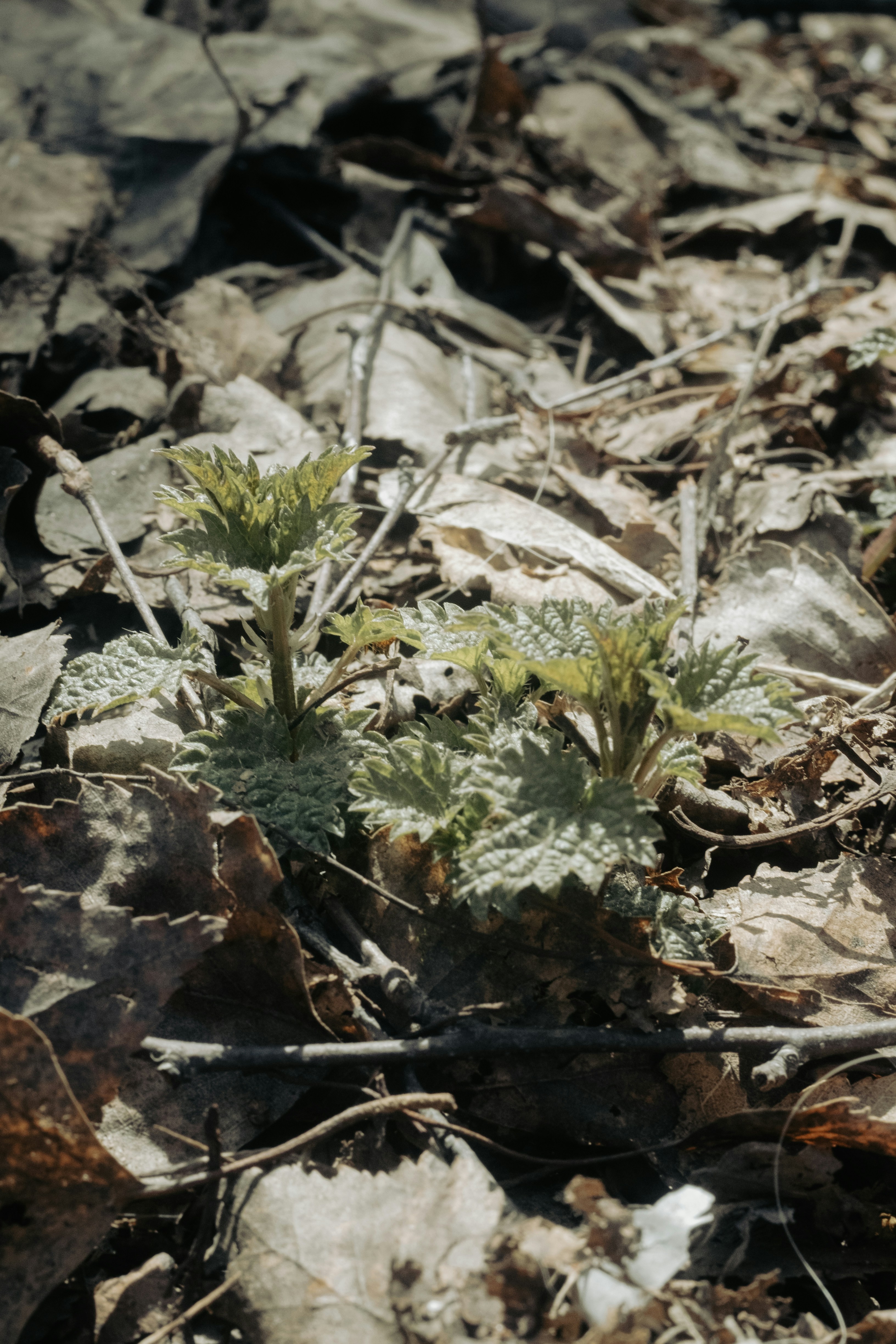 Emerging Fernlets Rise from a Sea of Leaf Litter