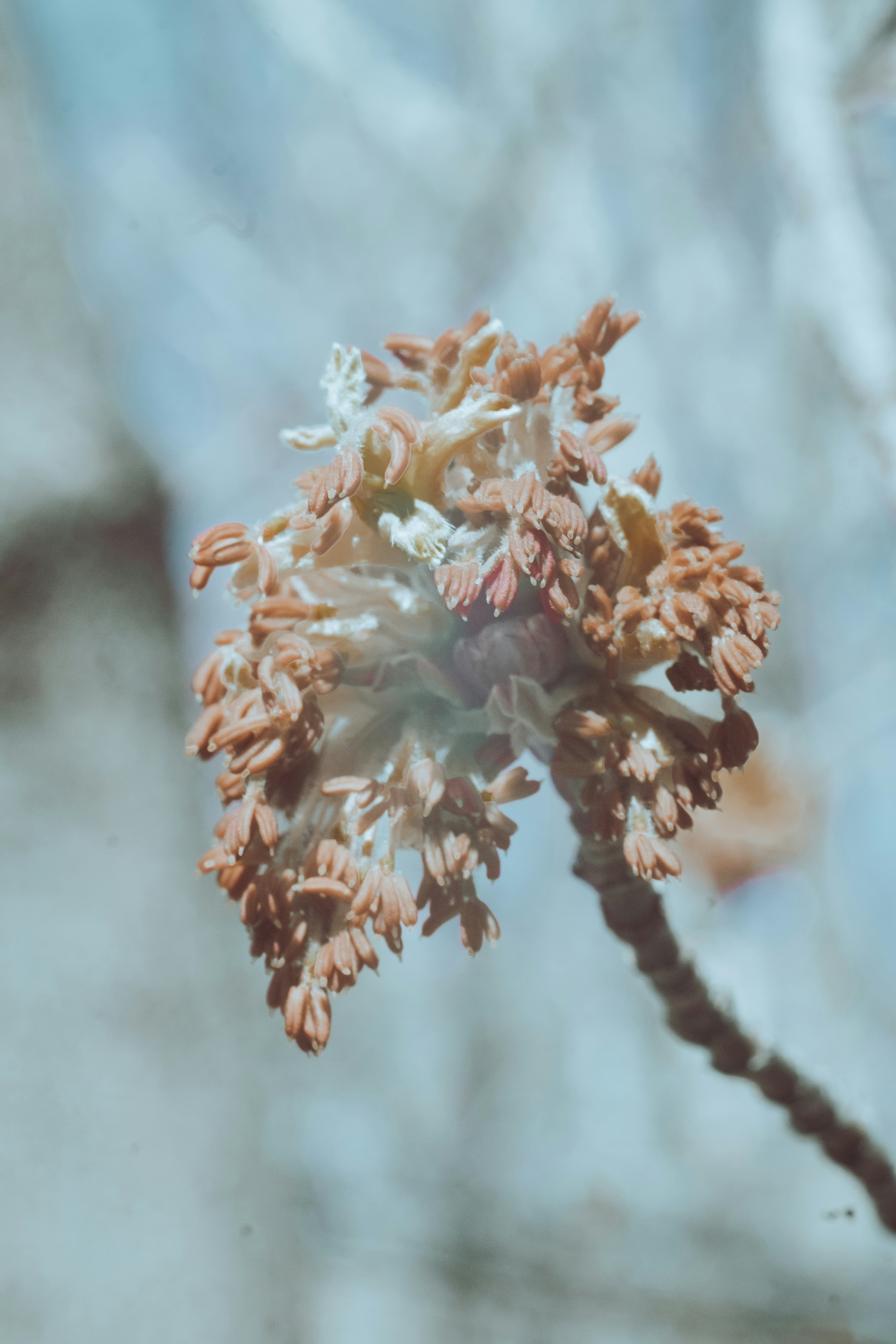 Blue Haze Blossom: a close-up of a dried inflorescence against a painterly backdrop