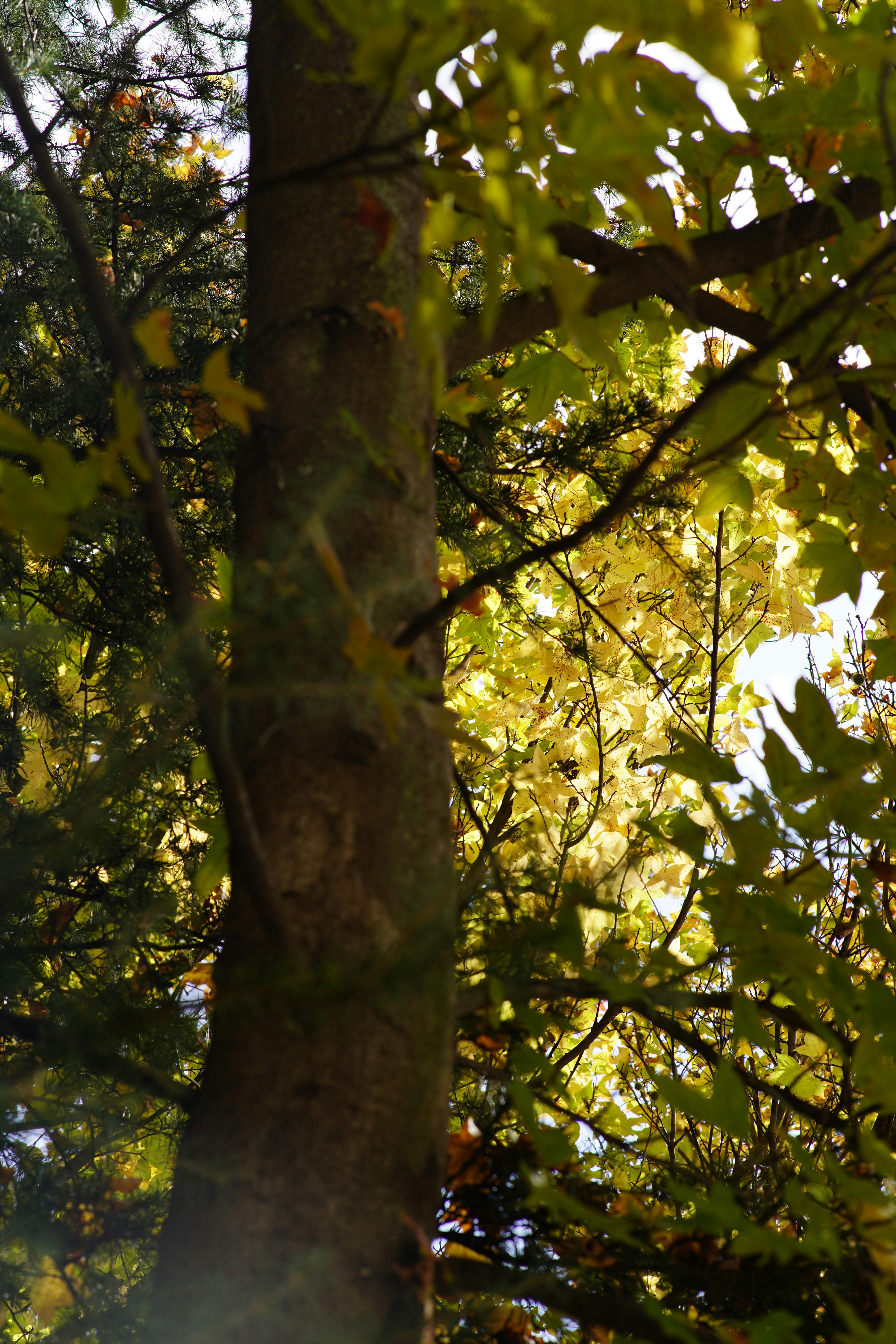 Photo by Yaqing Wei with Sony Alpha 7 III