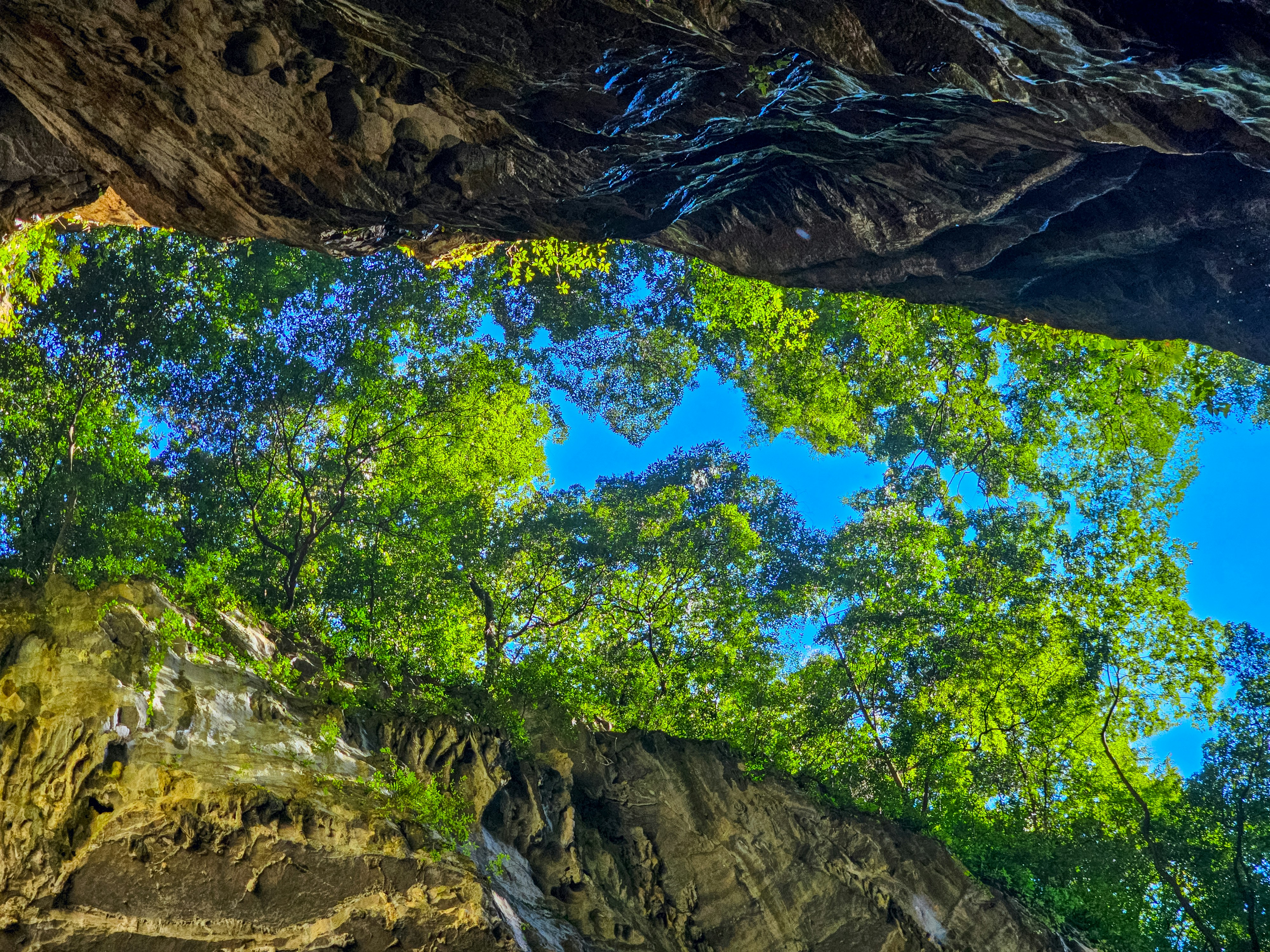Skyward Canopy: A Cavern Opening Framed by Stone and Leaf