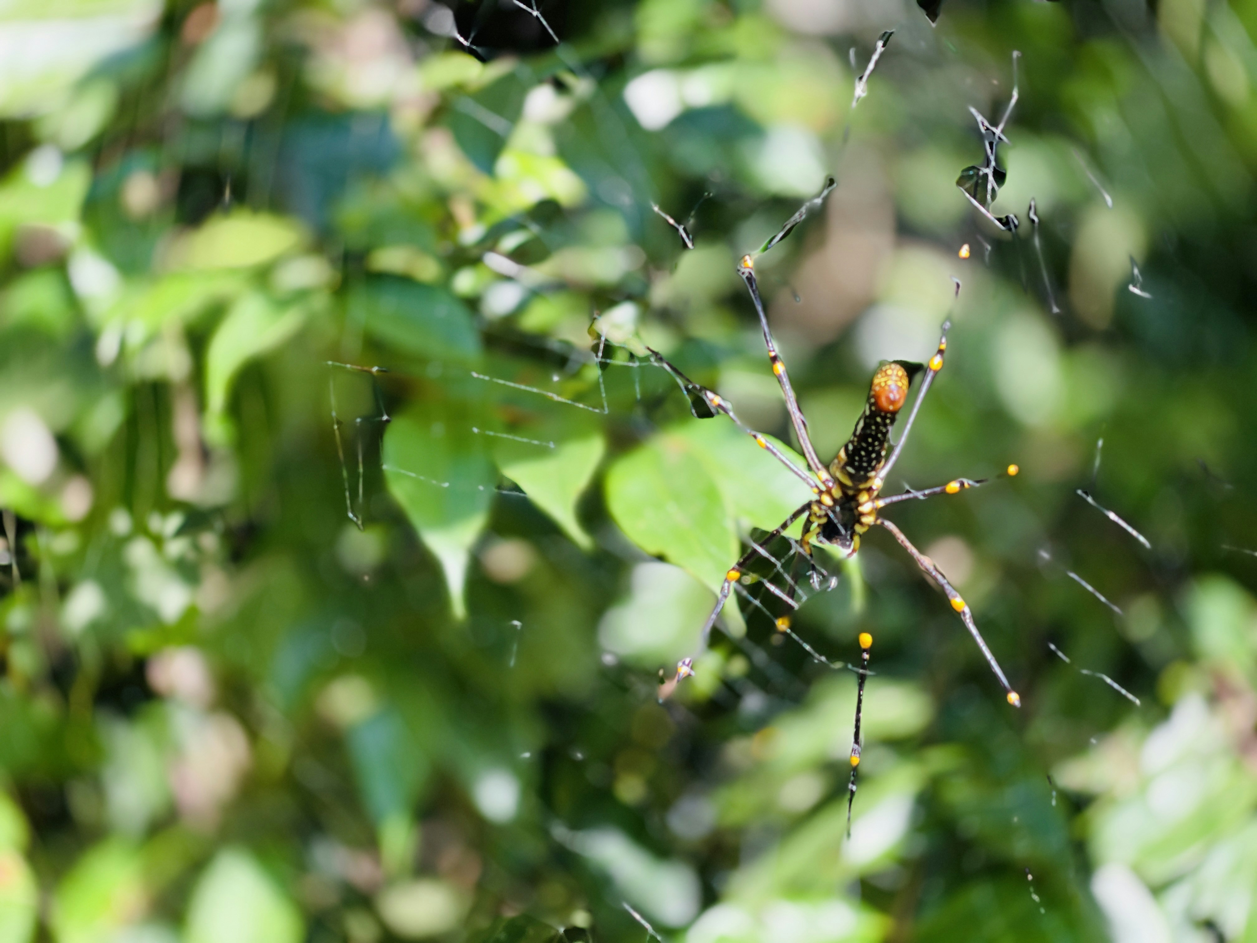 Photo by Abi abdullah miyad with Apple iPhone 12 Pro Max