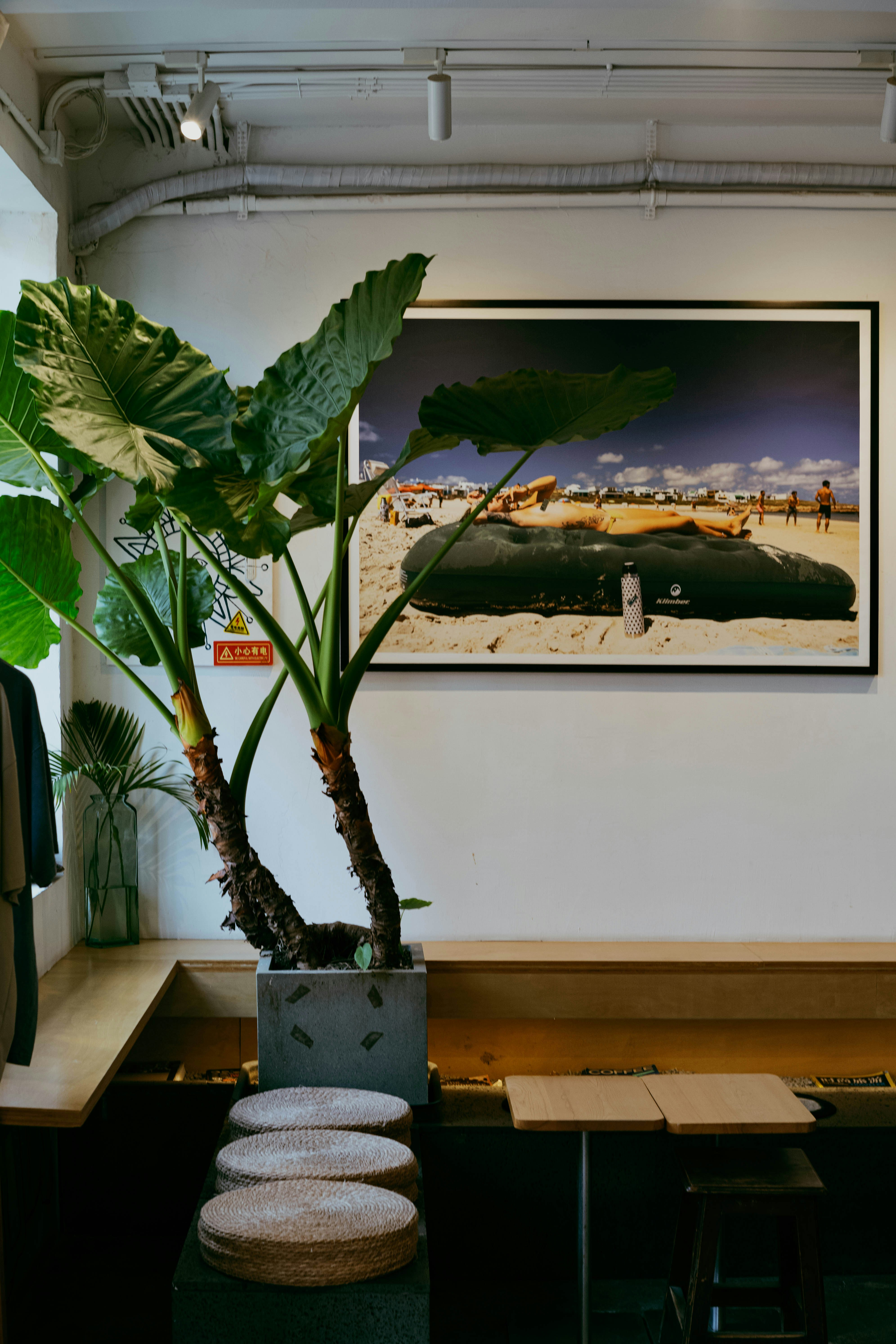 Fronds and Frame: A Quiet Café Corner with a Seaside Portrait