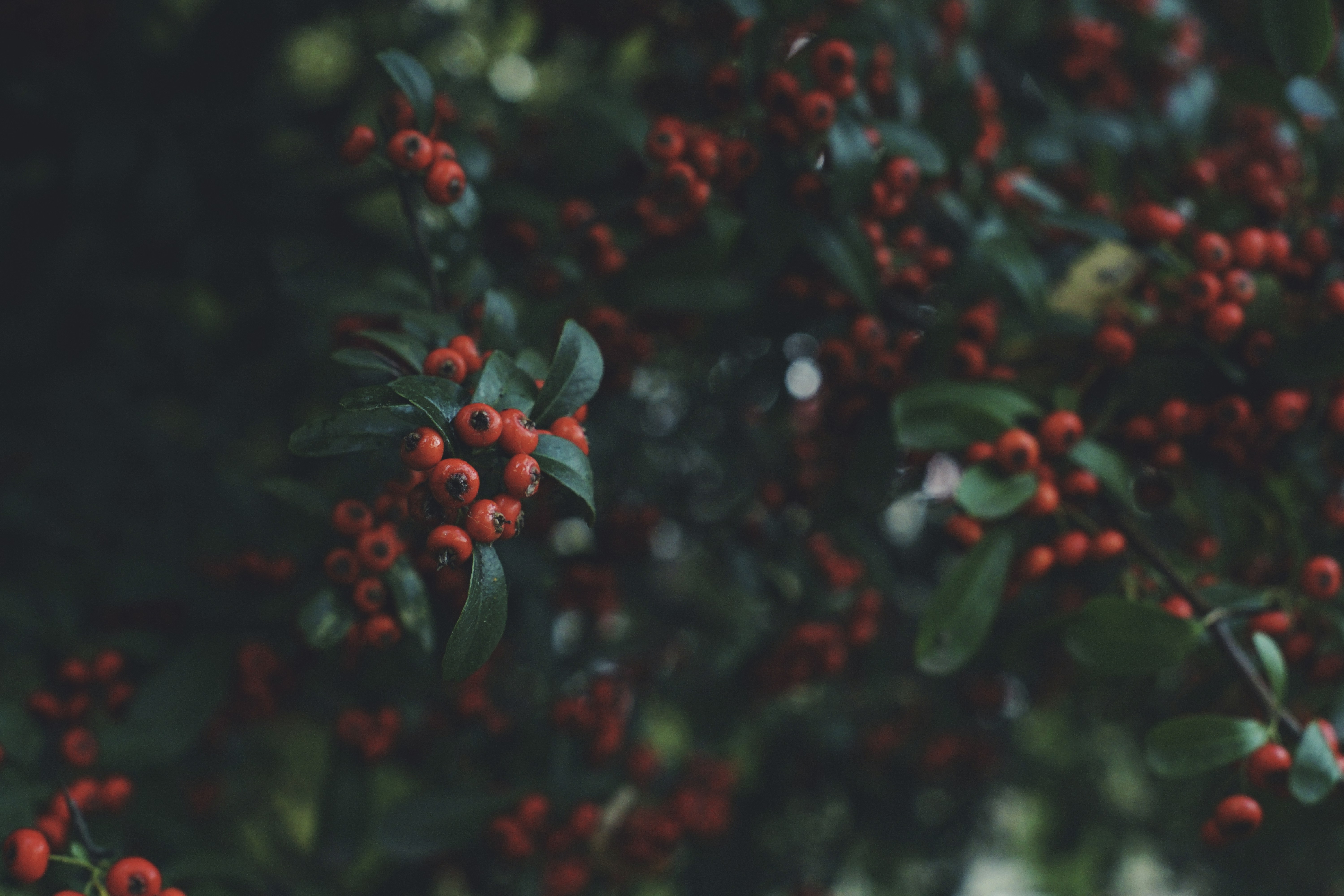 Photo by Airon J with Sony Alpha 6000