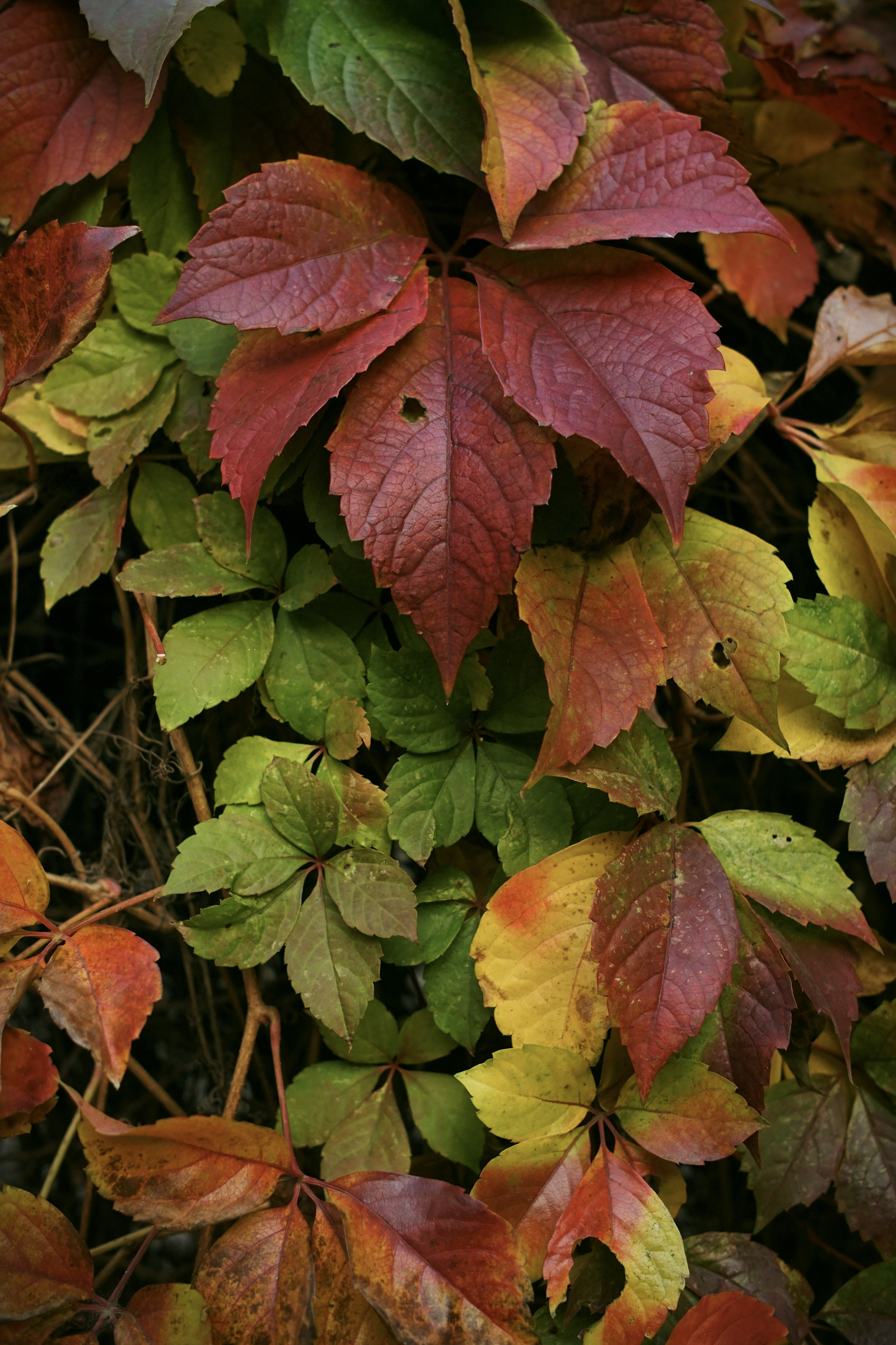 Photo by Airon J with Sony Alpha 6000