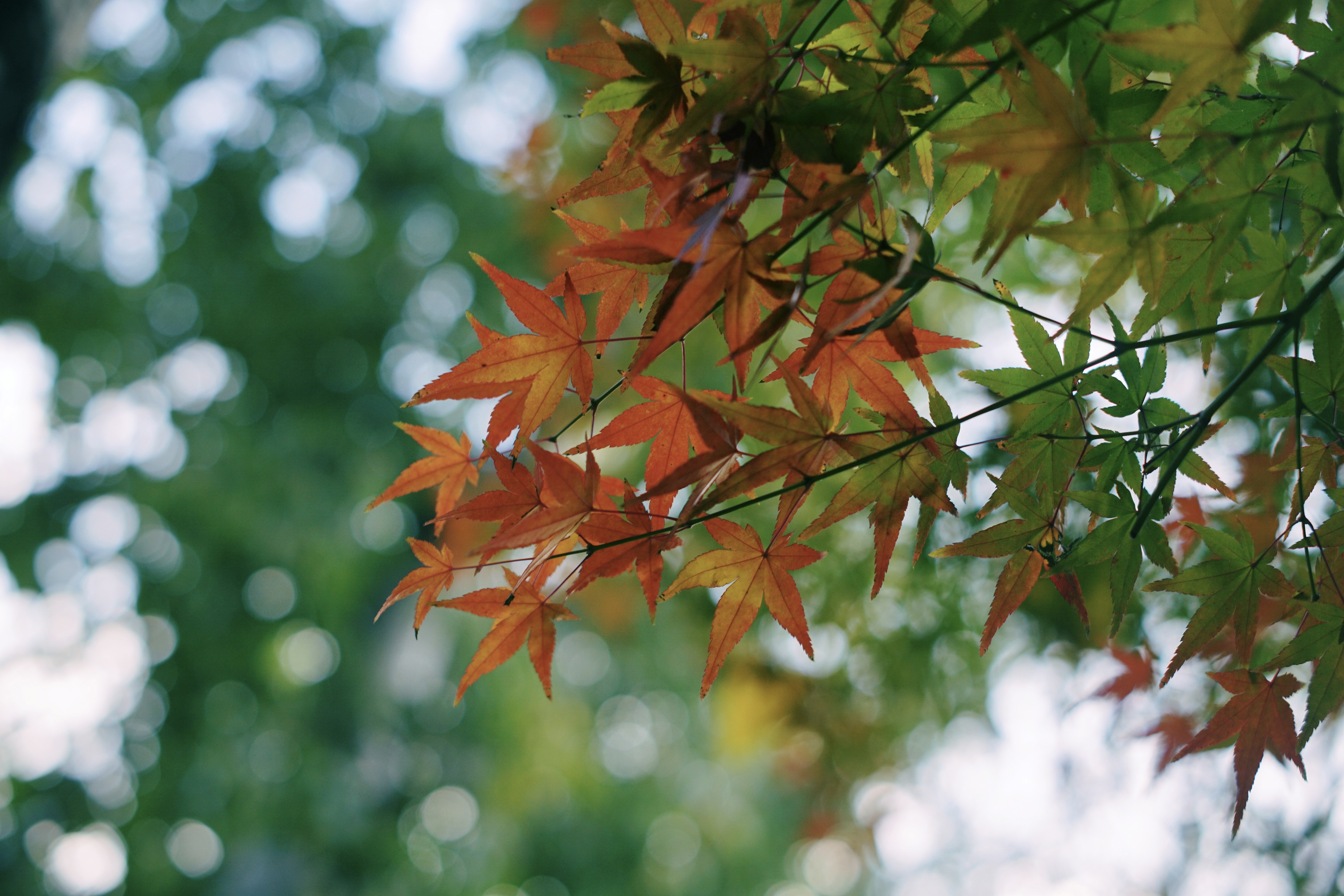 Photo by Airon J with Sony Alpha 6000