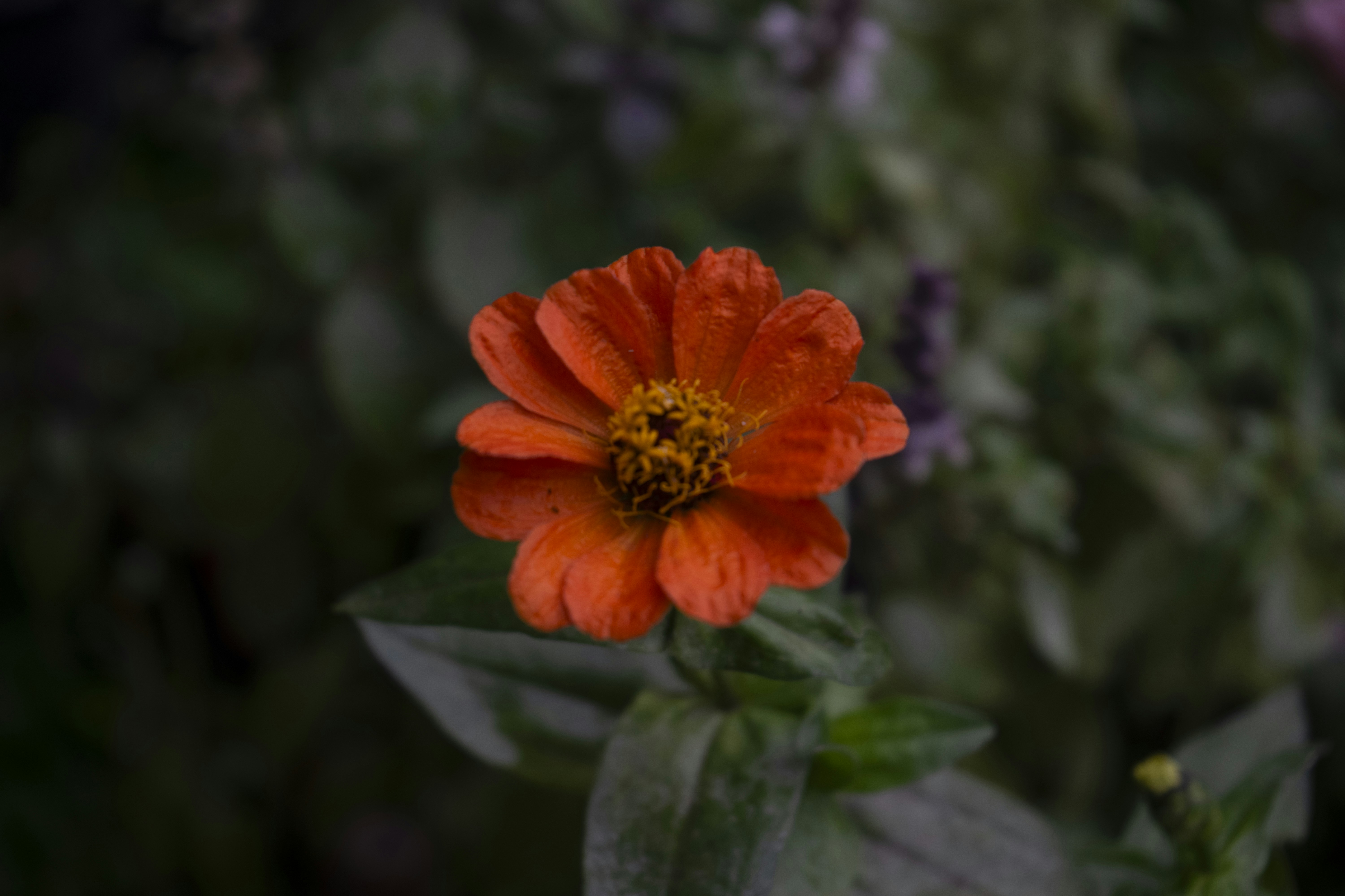 Photo by Haryad Art with Sony Alpha 7 II