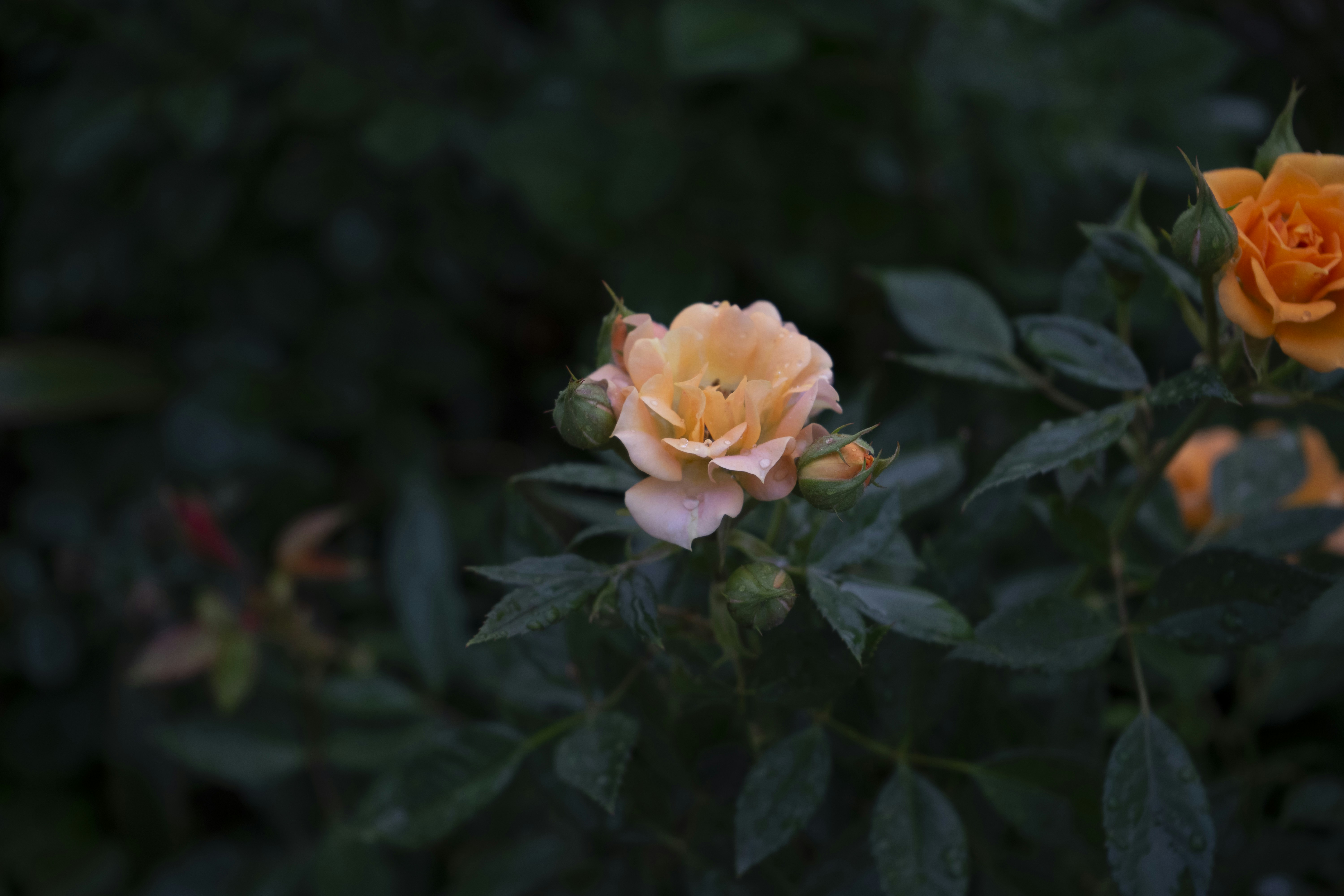 Photo by Haryad Art with Sony Alpha 7 II