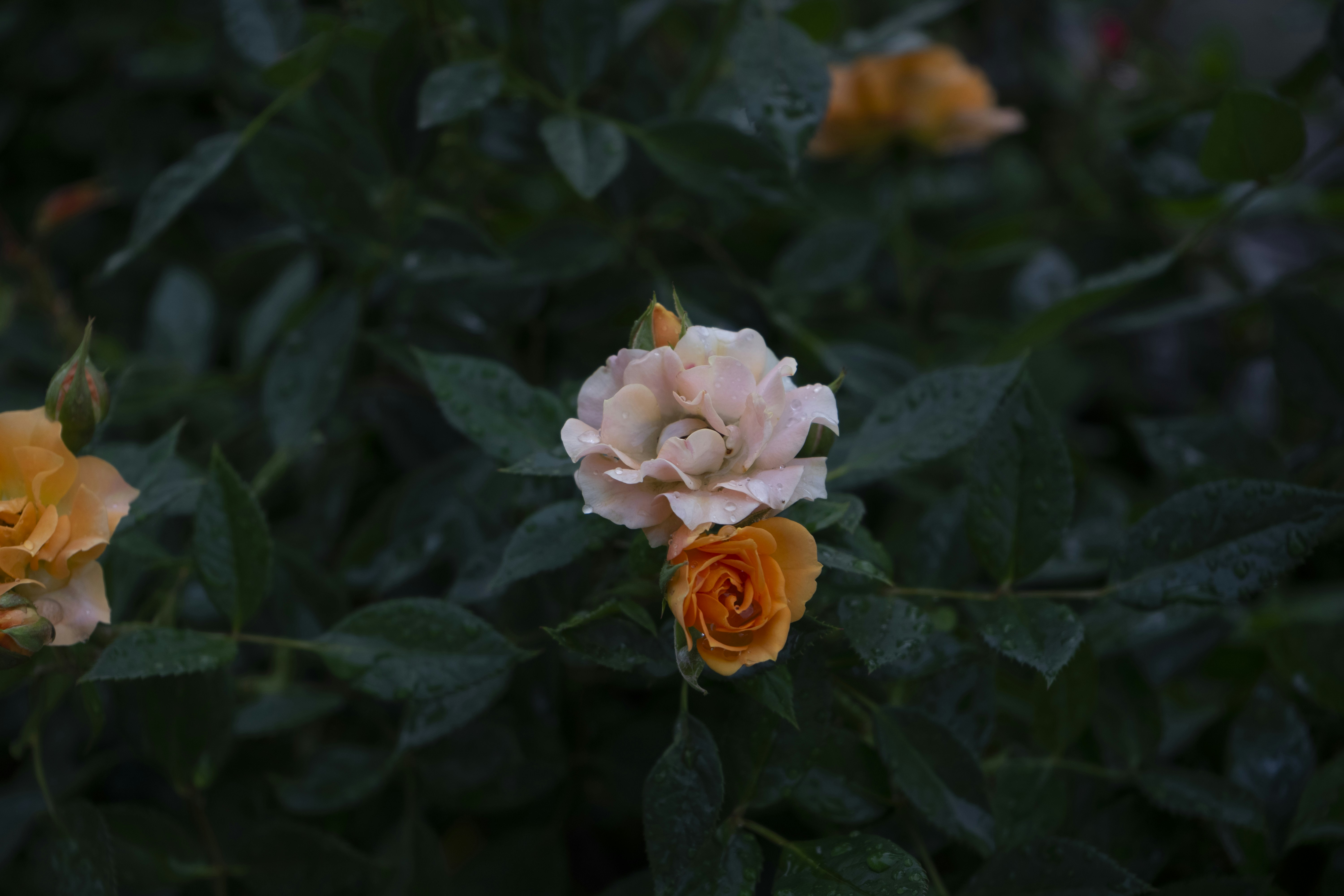 Photo by Haryad Art with Sony Alpha 7 II