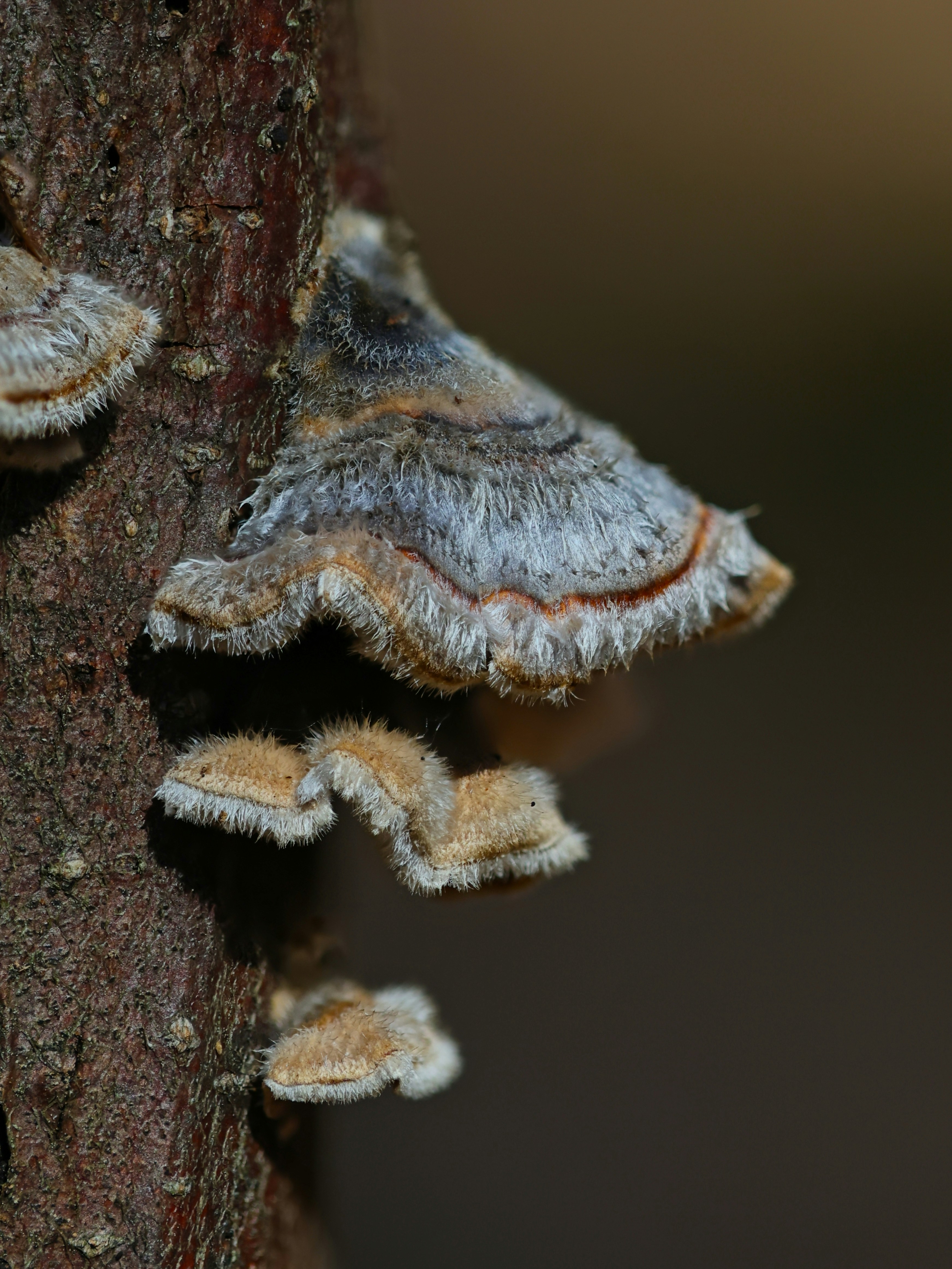 Macro close-up of bracket fungus growing on tree bark in woodland