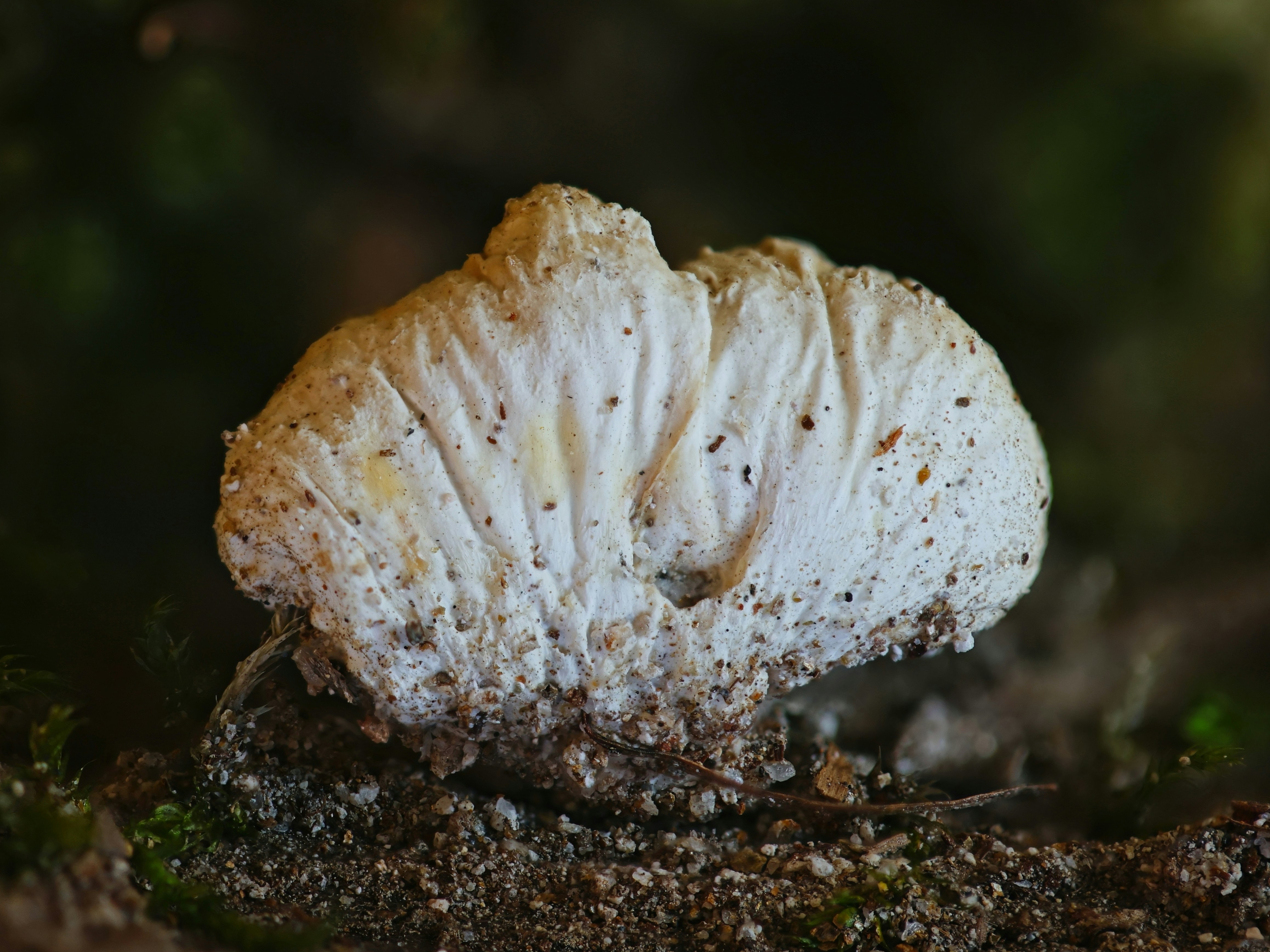 Ivory Cap on the Mossy Stage: A Quiet Forest Discovery