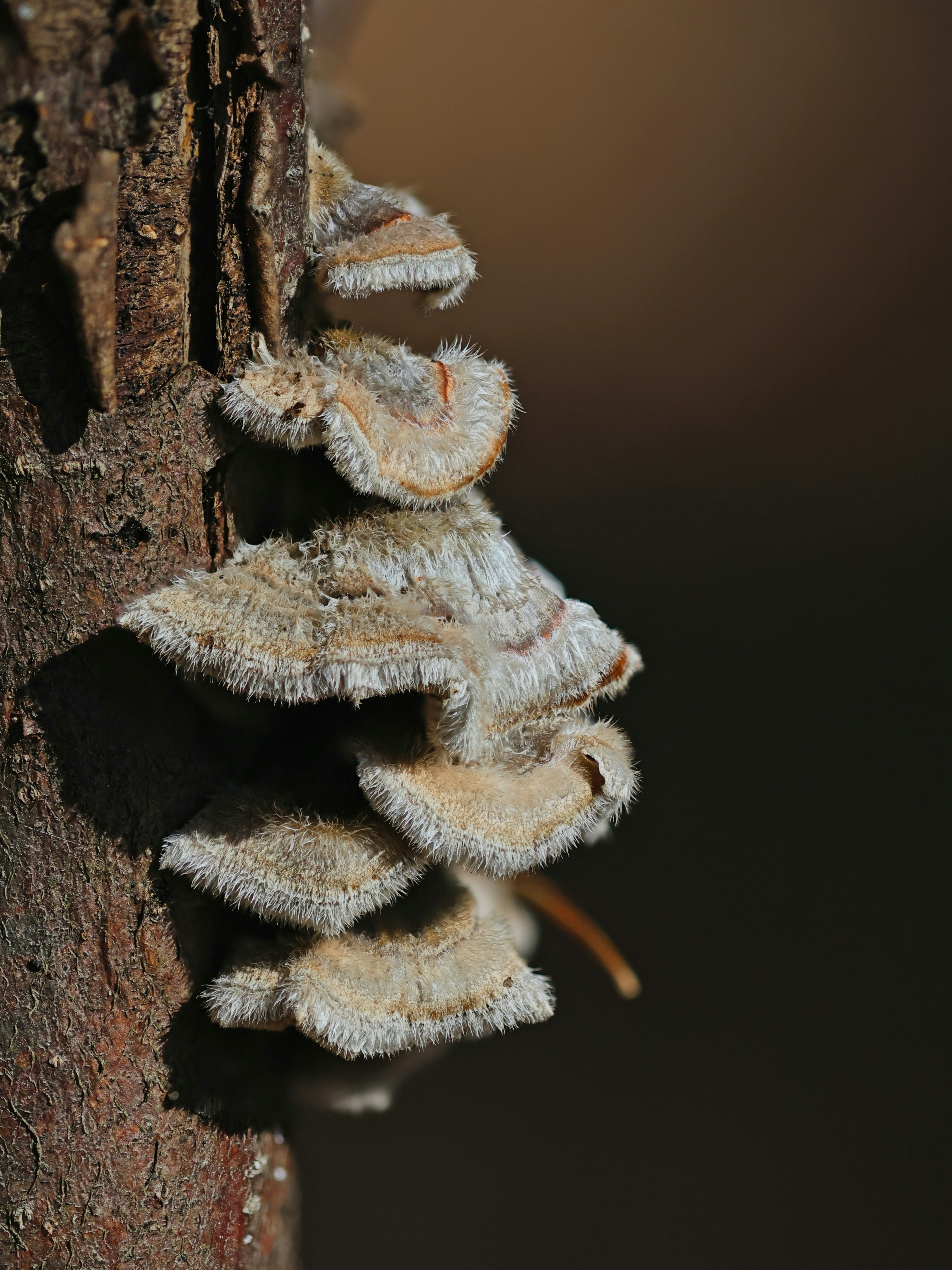 Creamed Brackets on Weathered Bark: A Quiet Macro Portrait