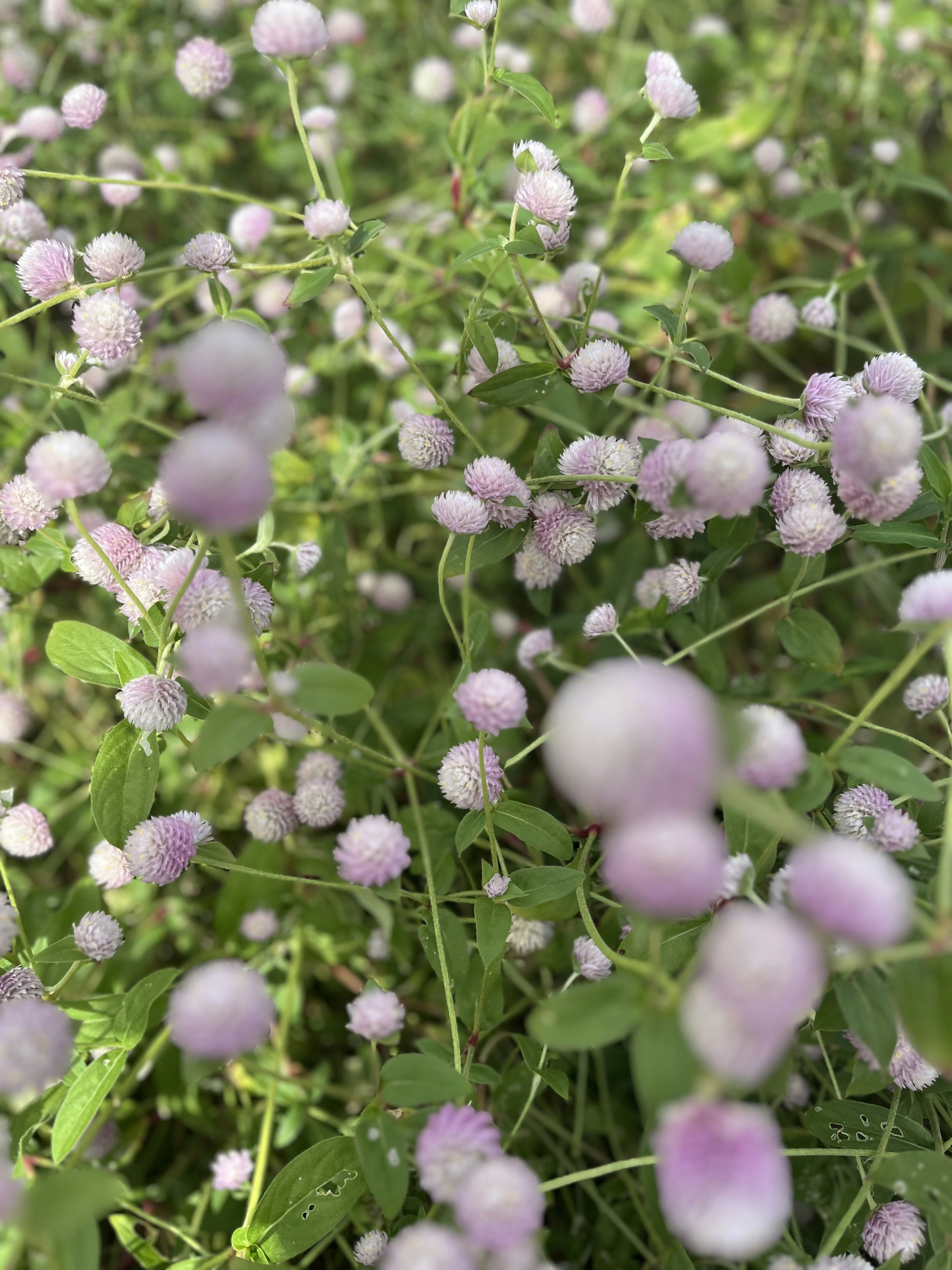 Globe Amaranth Orbs Weaving Through a Green Tangle