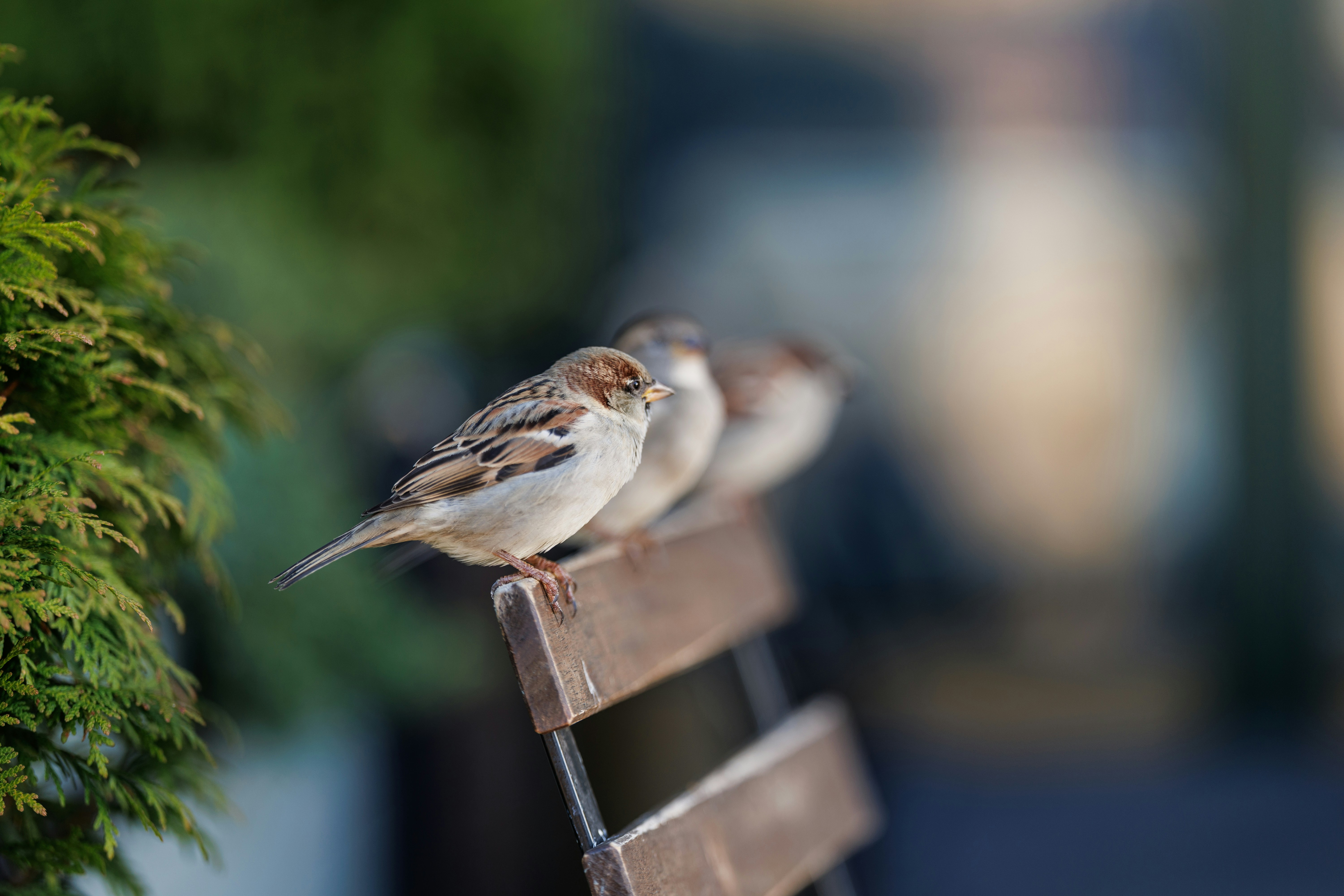 Sparrow on a Weathered Bench: Quiet Focus in a Blur of Green
